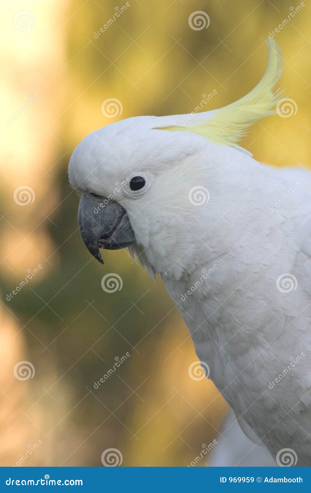 Cockatoo stock image. Image of white, flap, australian - 969959