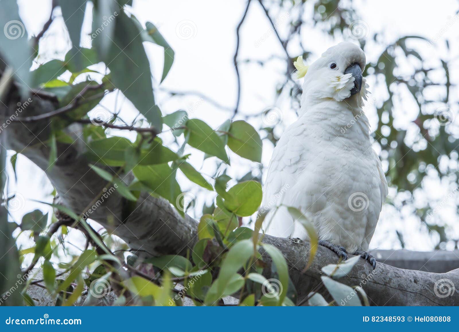 Cockatoo, Australia stock image. Image of wildlife, sitting - 82348593