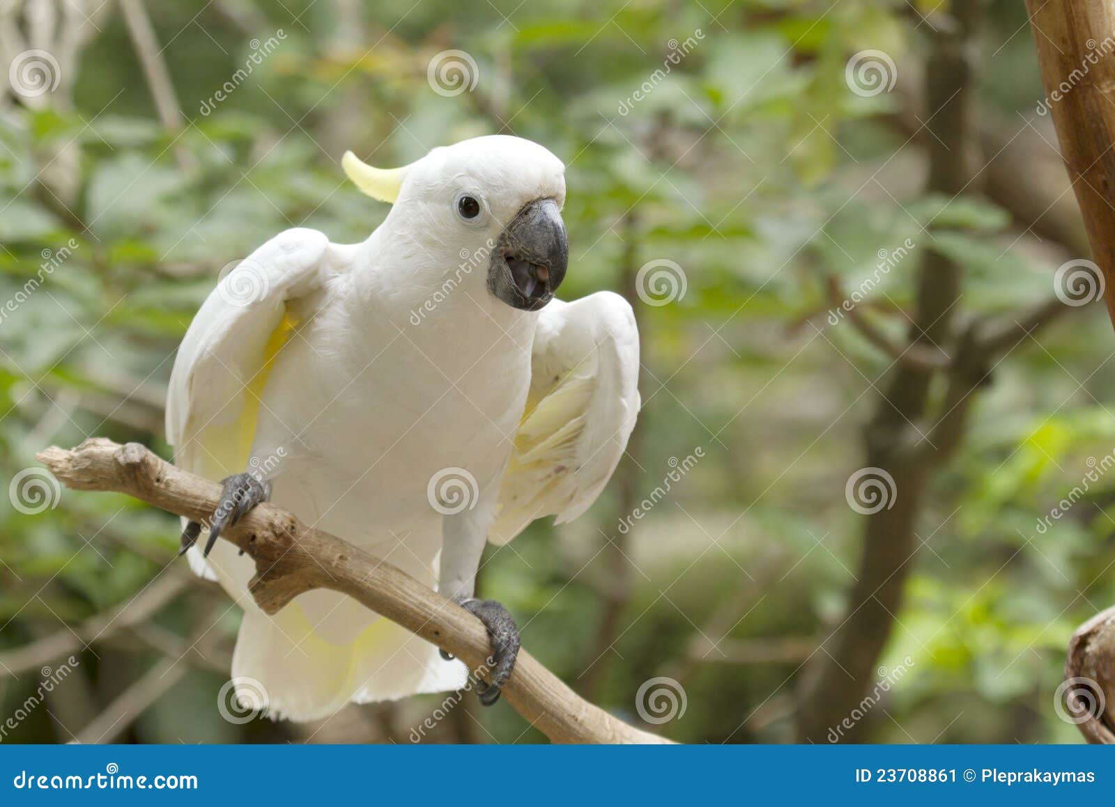Cockatoo bird stock image. Image of parrot, endangered - 23708861