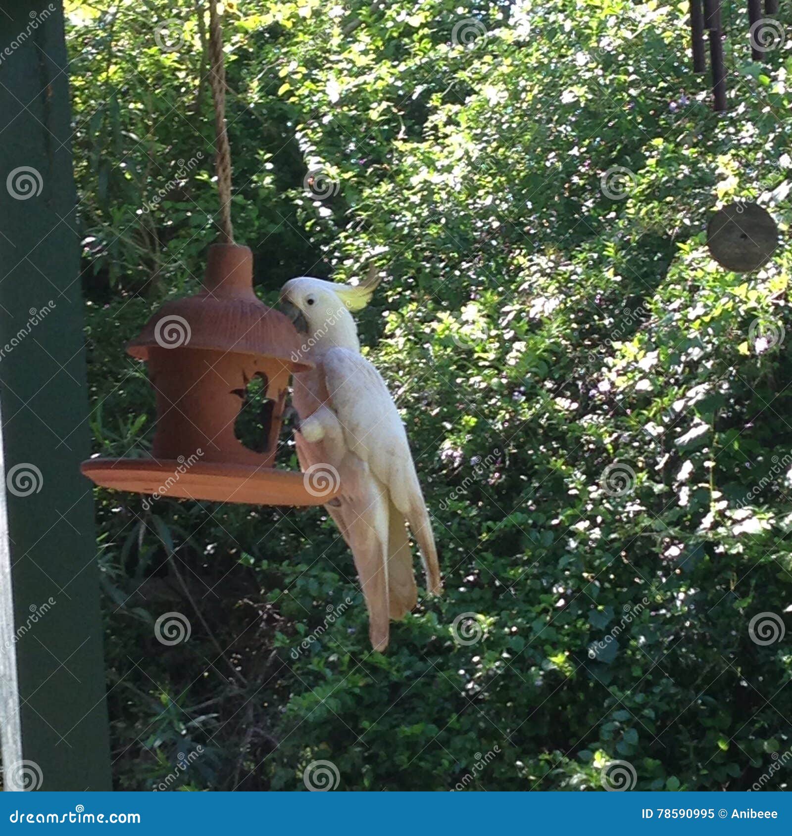 Cockatoo in a bird house stock image. Image of eating - 78590995