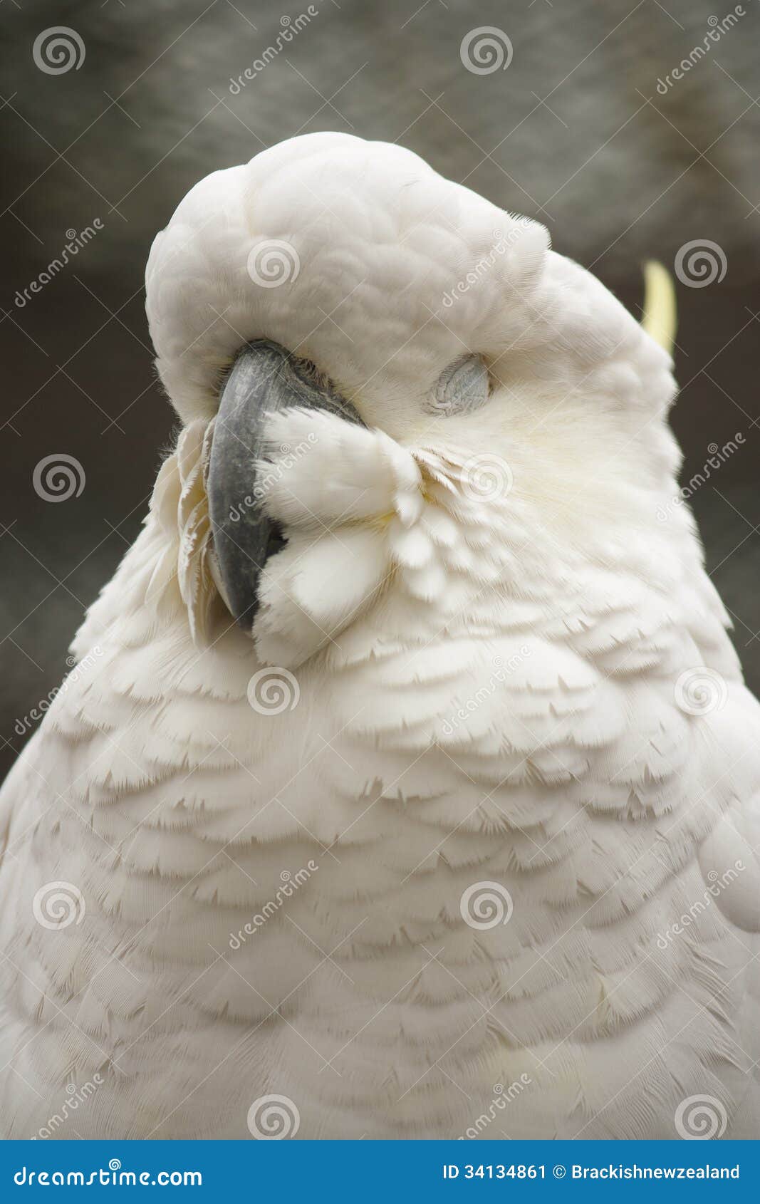 Cockatoo stock image. Image of wild, australian, shot - 34134861