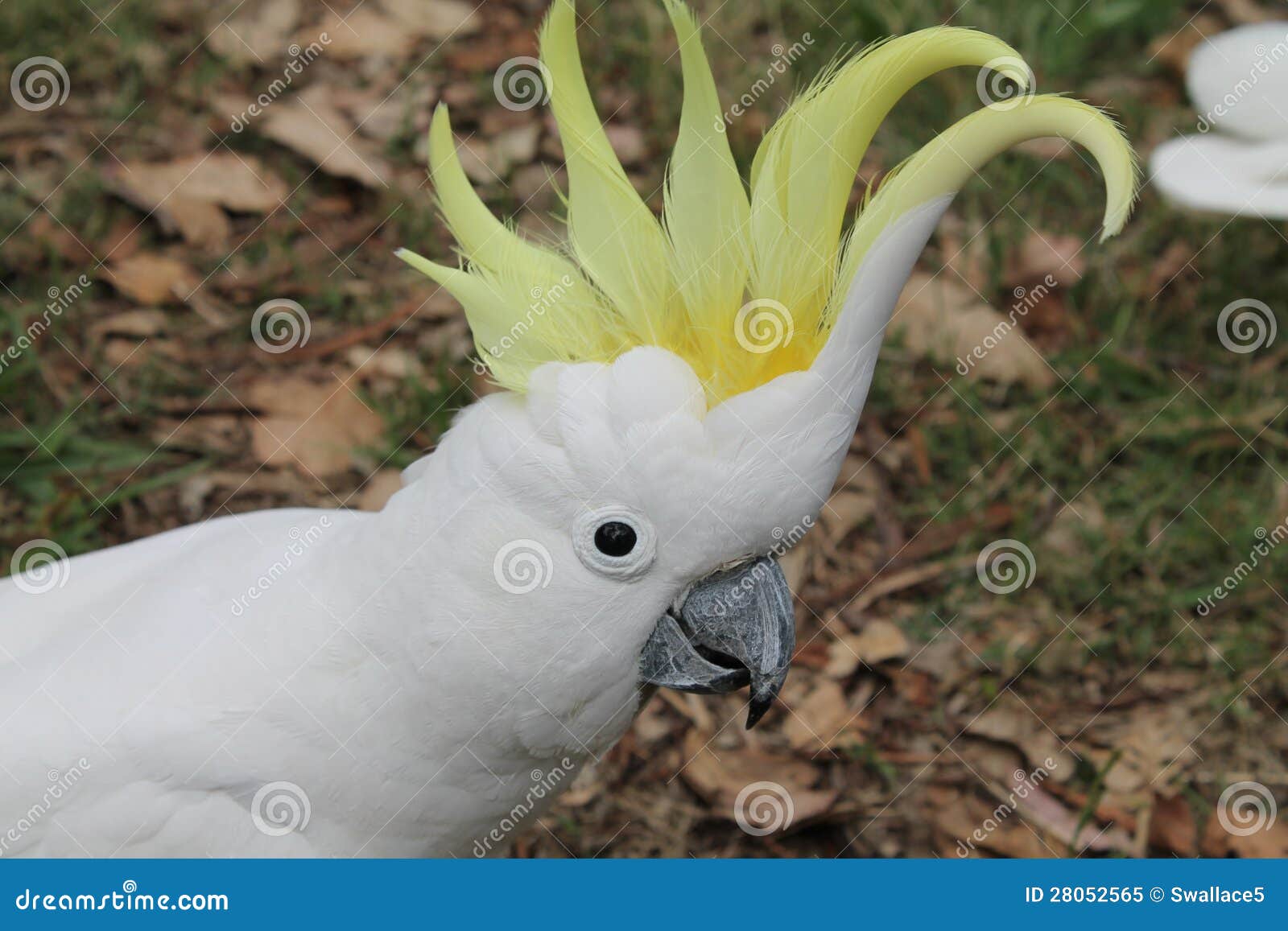 Cockatoo and Crown stock image. Image of beak, wild, sulphur - 28052565