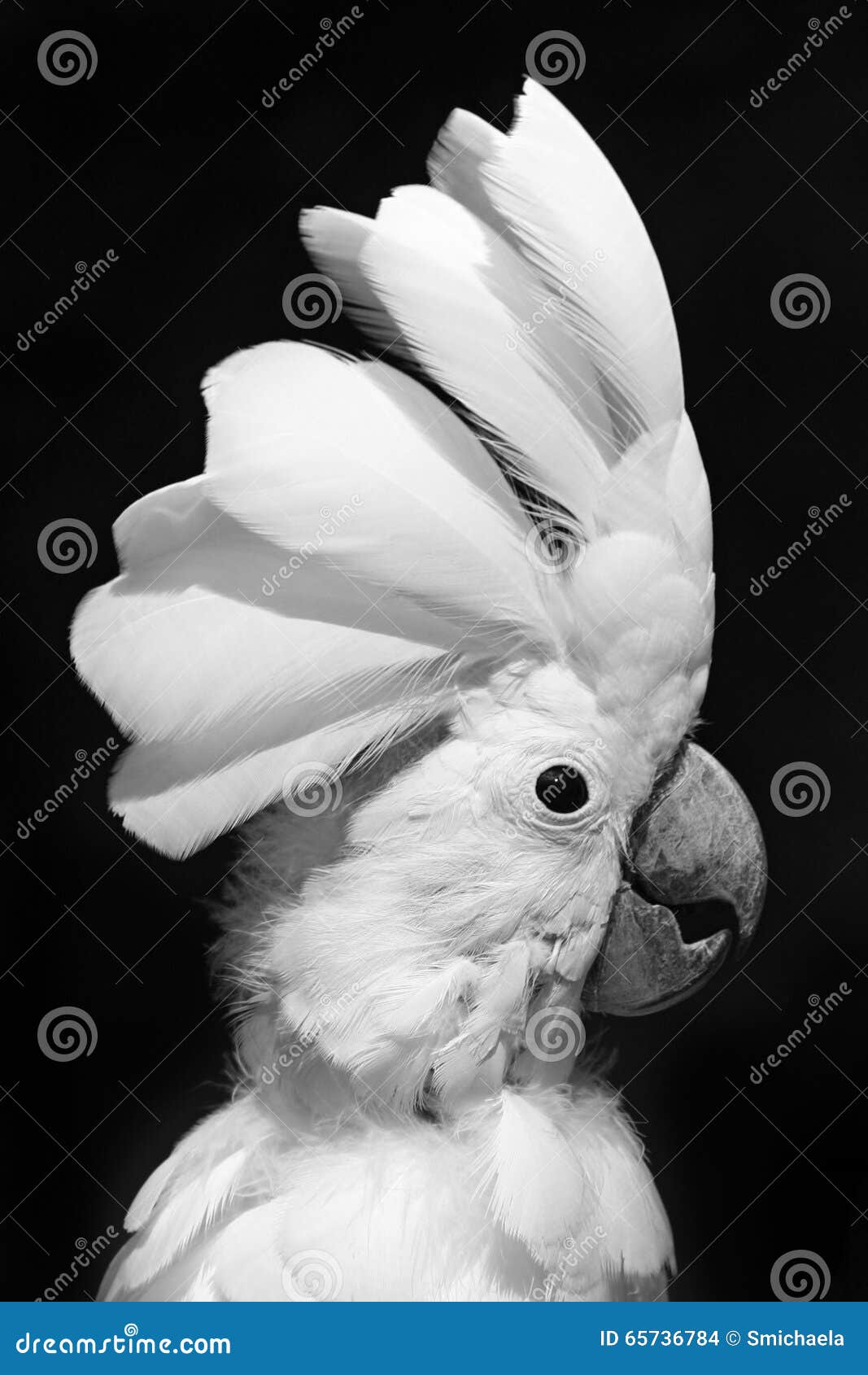 Cockatoo stock photo. Image of hawking, outside, beak - 65736784