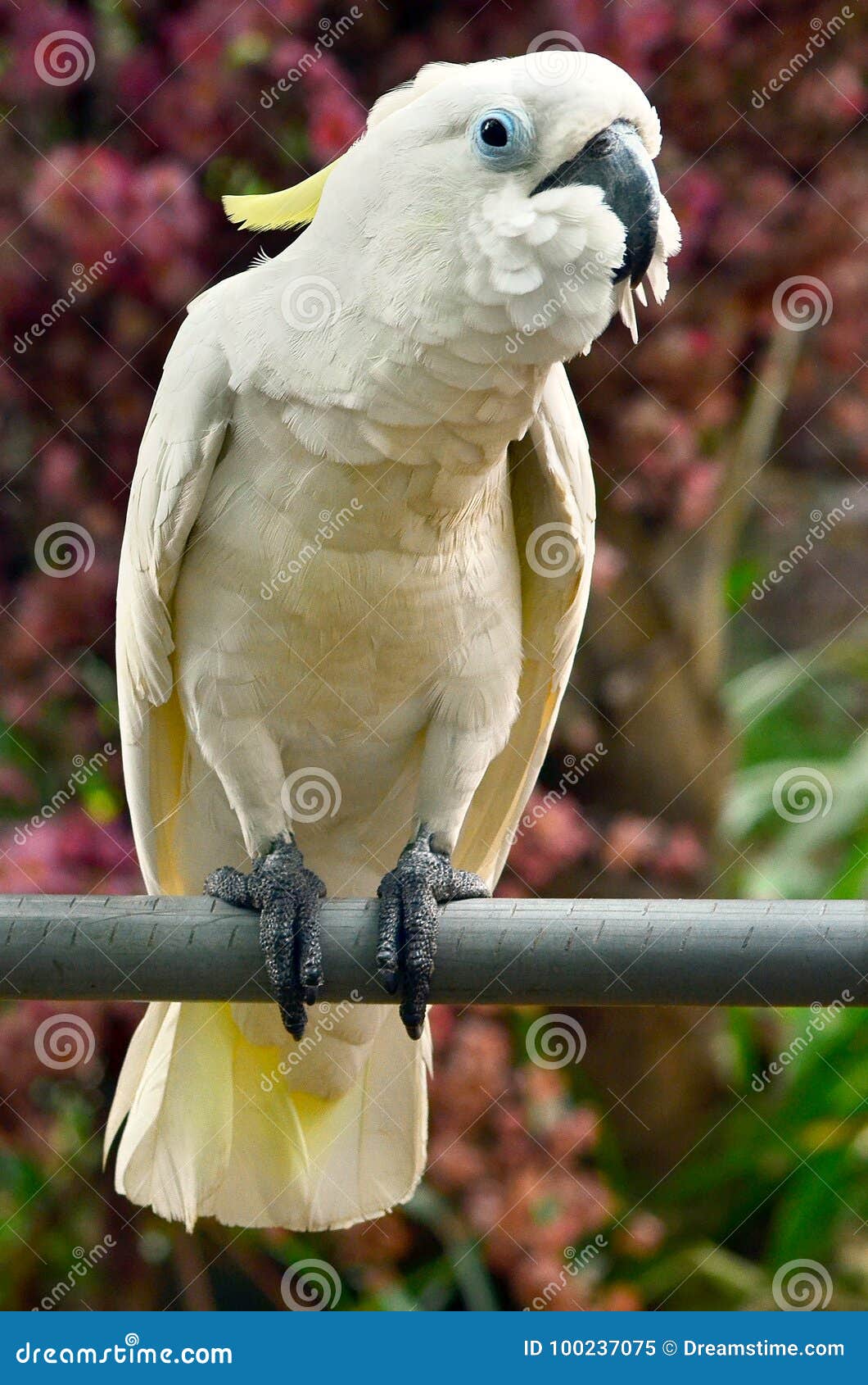 Cockatoo stock image. Image of waiting, decent, order - 100237075