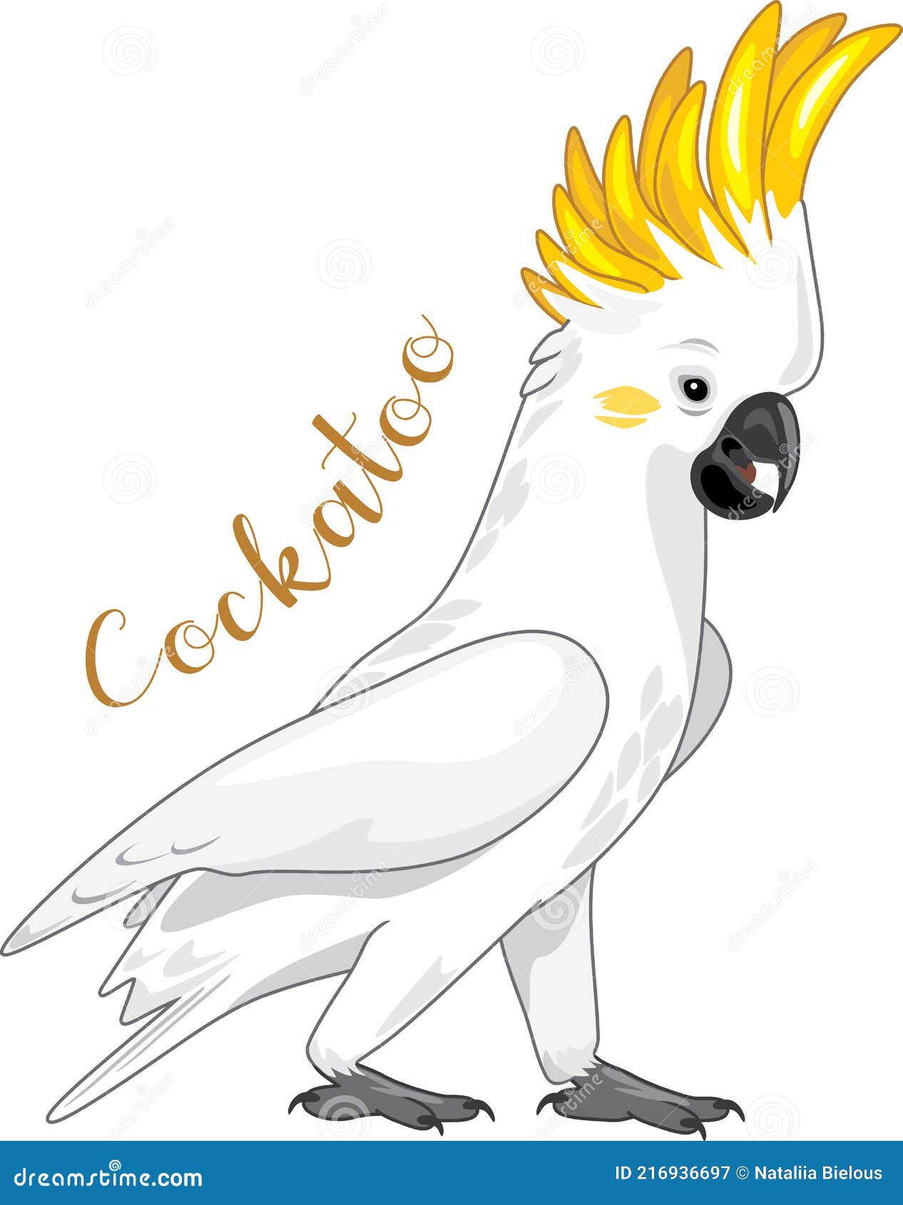 Cockatoo Isolated On White Background. Australia Aboriginal Cockatoo ...