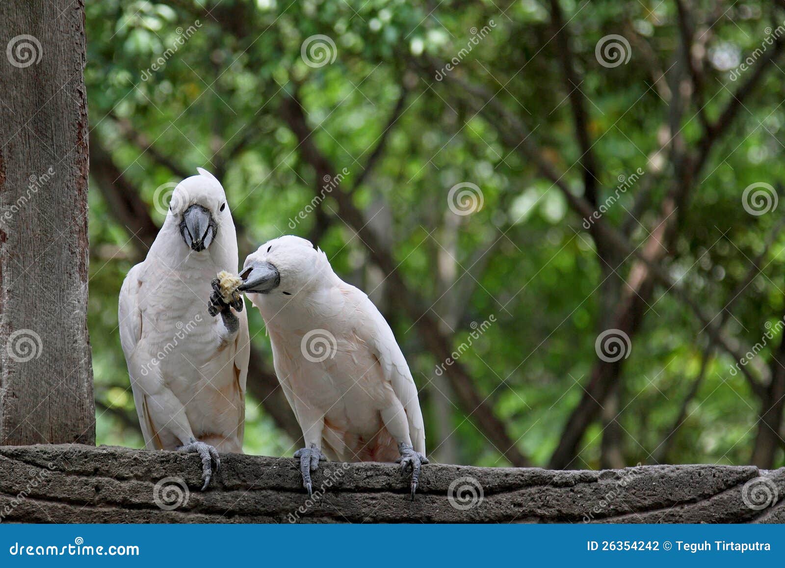 Cockatoo in love stock photo. Image of forest, wildlife - 26354242