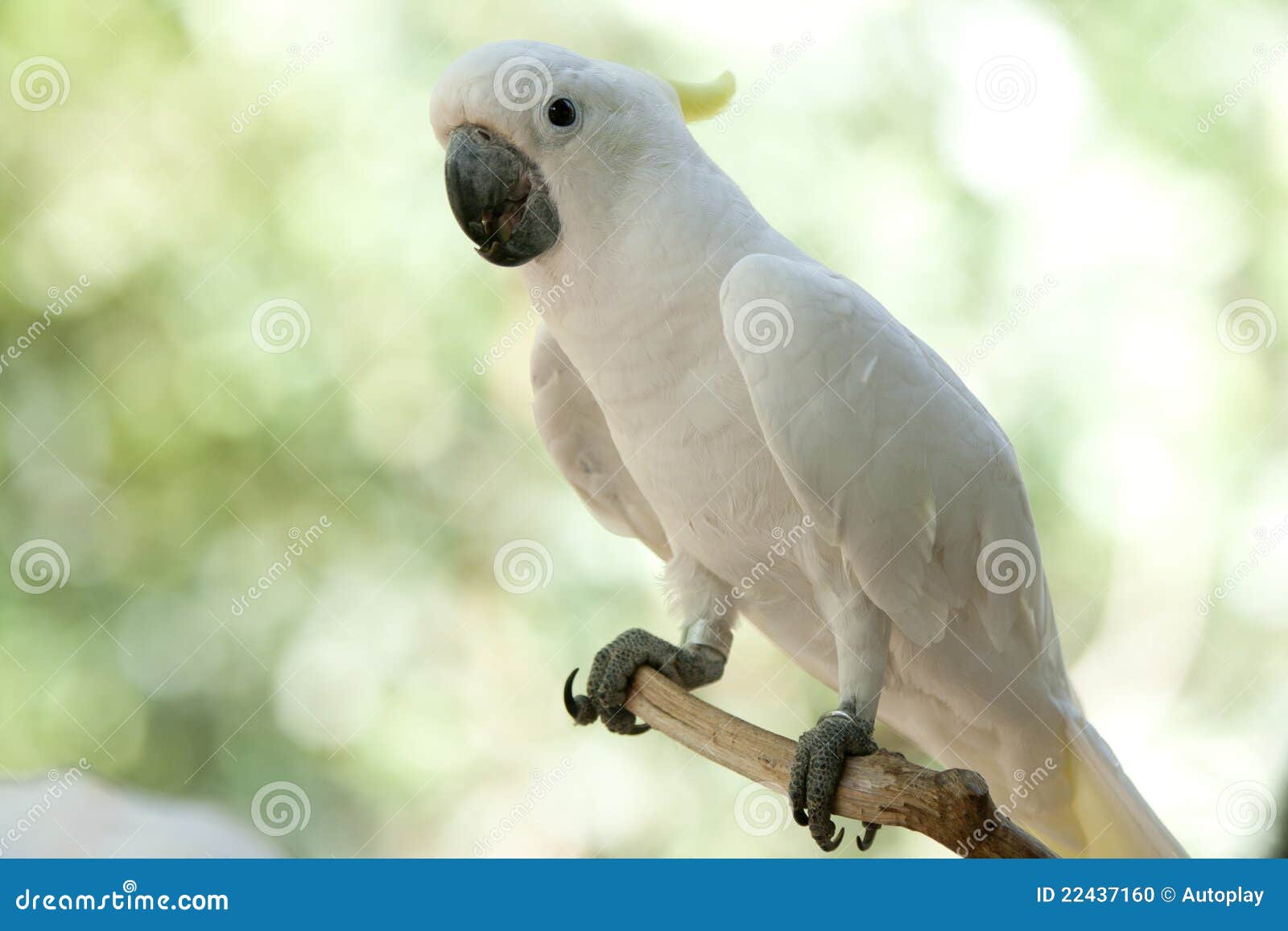 Cockatoo in the park stock photo. Image of animal, australia - 22437160