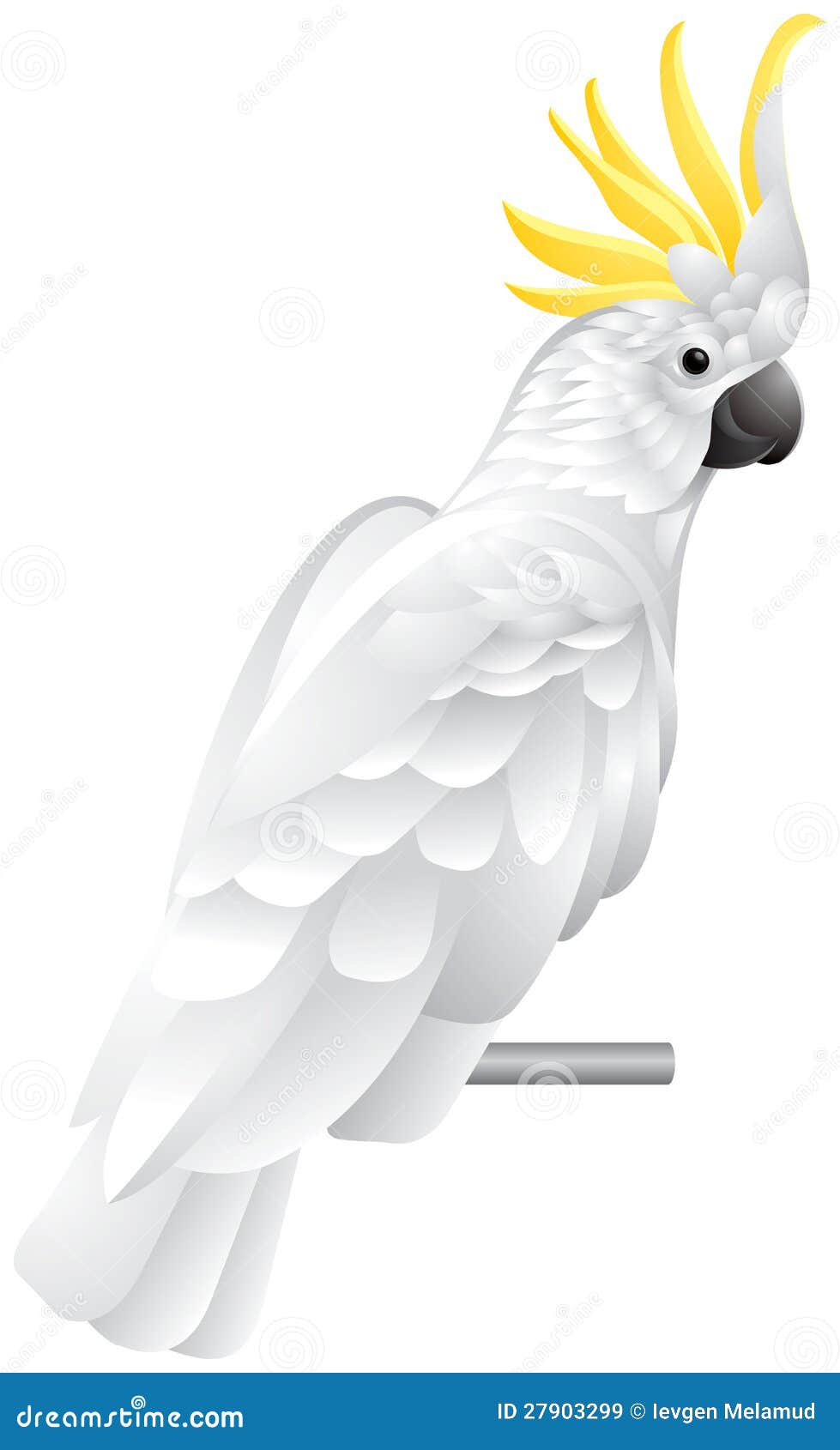 Cockatoo parrot stock vector. Illustration of parrot - 27903299
