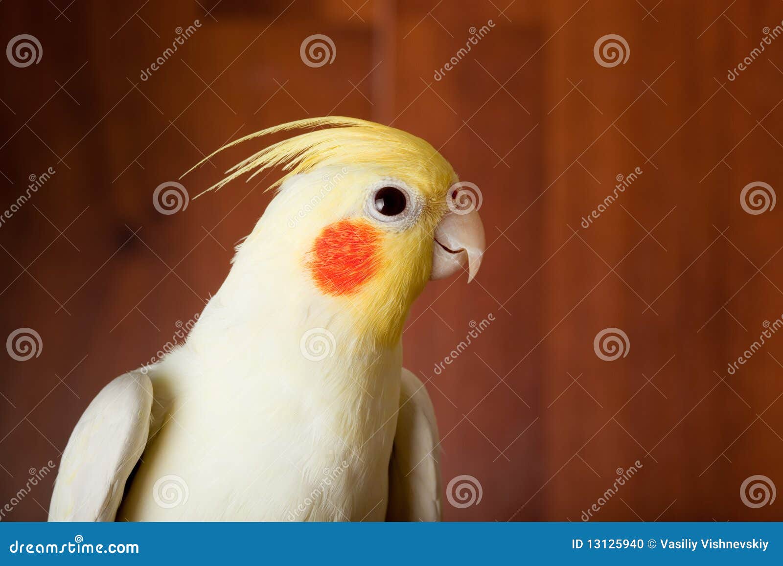 A Cockatoo Is Any Of The 21 Parrot Species Belonging To The Family ...
