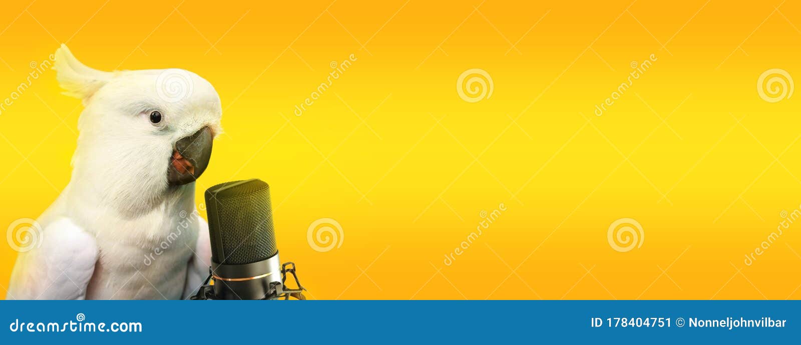 Cockatoo Parrot Talking with a Microphone Stock Image - Image of ...