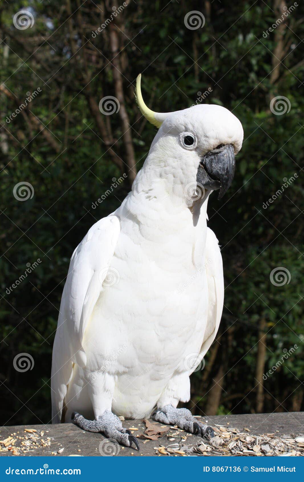 Cockatoo portrait stock photo. Image of close, parrot - 8067136
