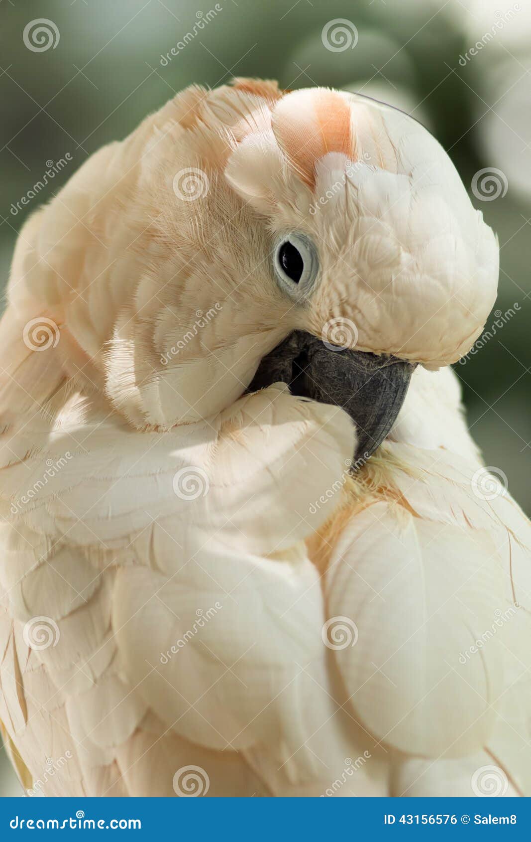 A cockatoo preening. stock photo. Image of colored, body - 43156576