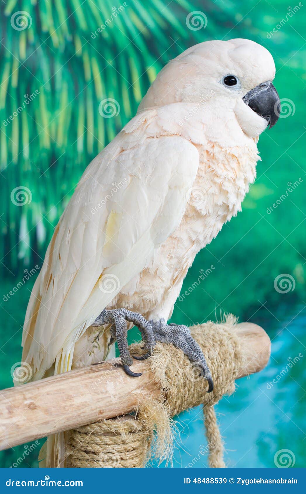 Cockatoo. stock image. Image of portrait, poultry, sulphur - 48488539