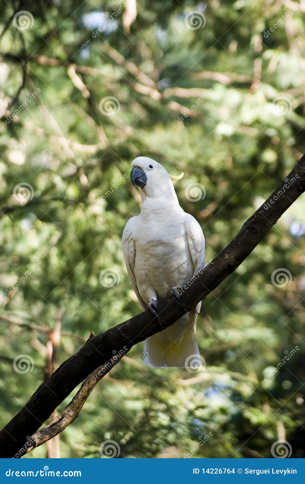 Cockatoo on a tree stock photo. Image of closeup, moluccan - 14226764