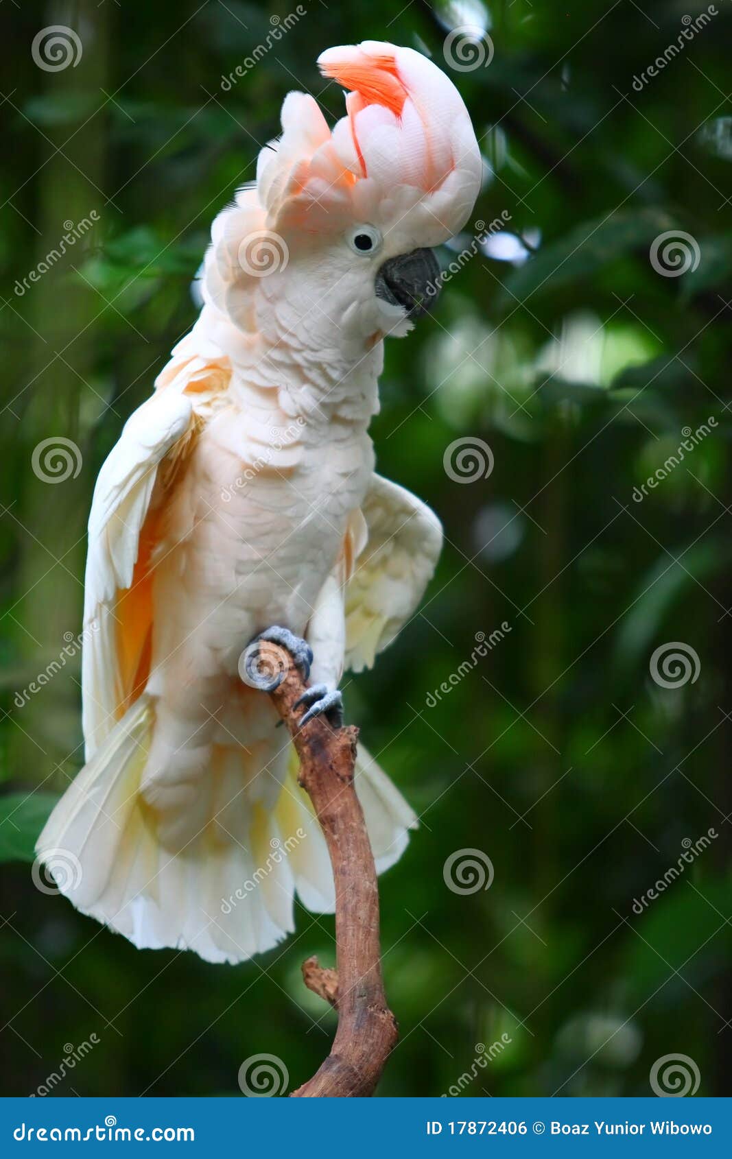 Cockatoo in a Tree stock photo. Image of taxidermy, crest - 17872406