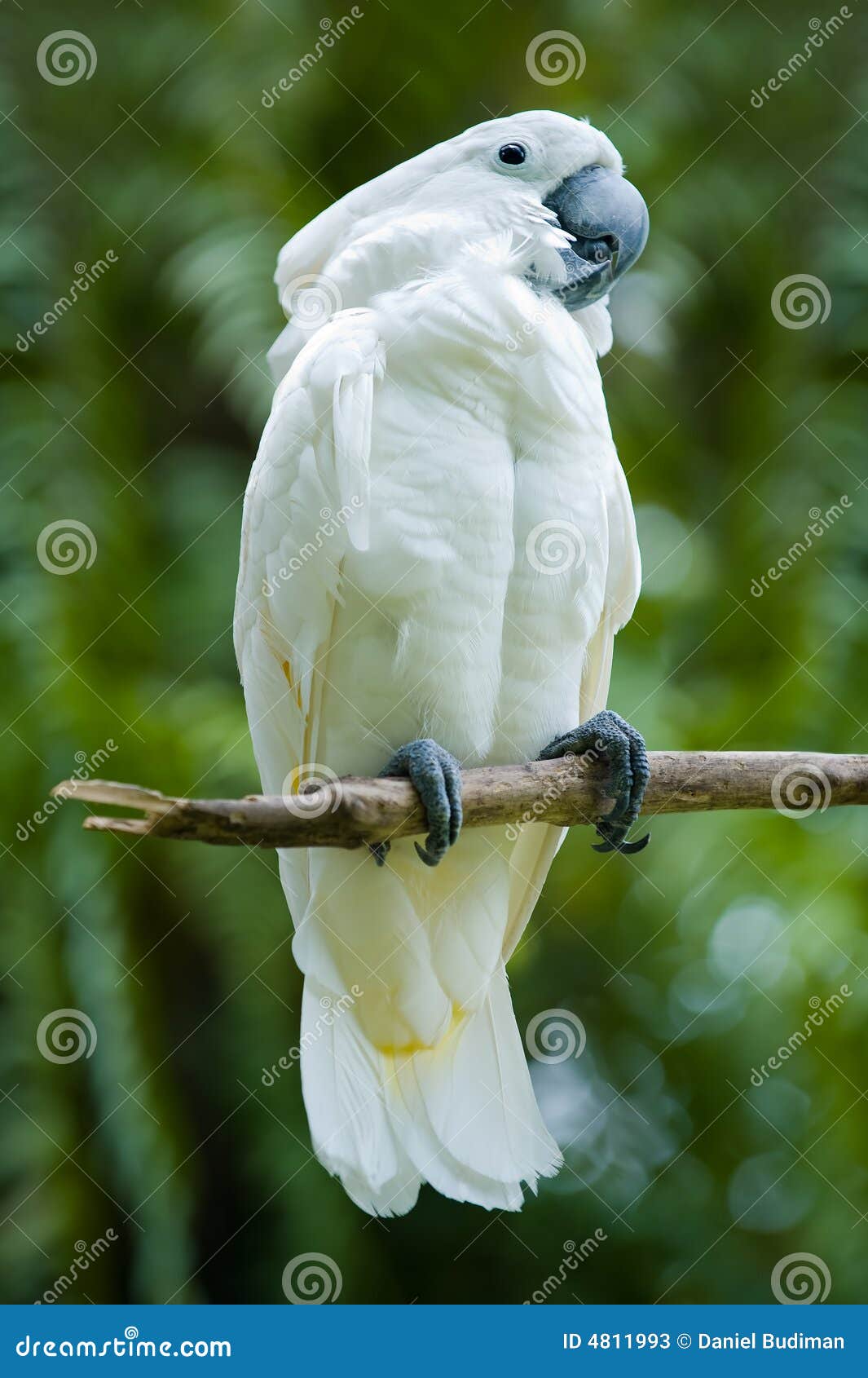 Cockatoo On A Tree Picture. Image: 4811993
