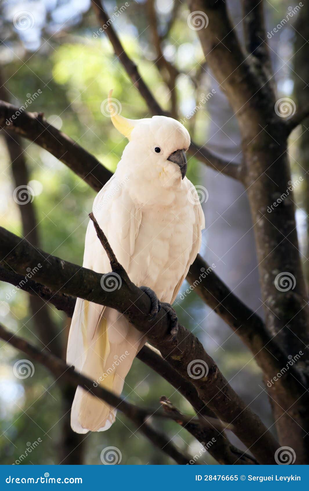 Cockatoo on a tree -5 stock image. Image of wild, forest - 28476665