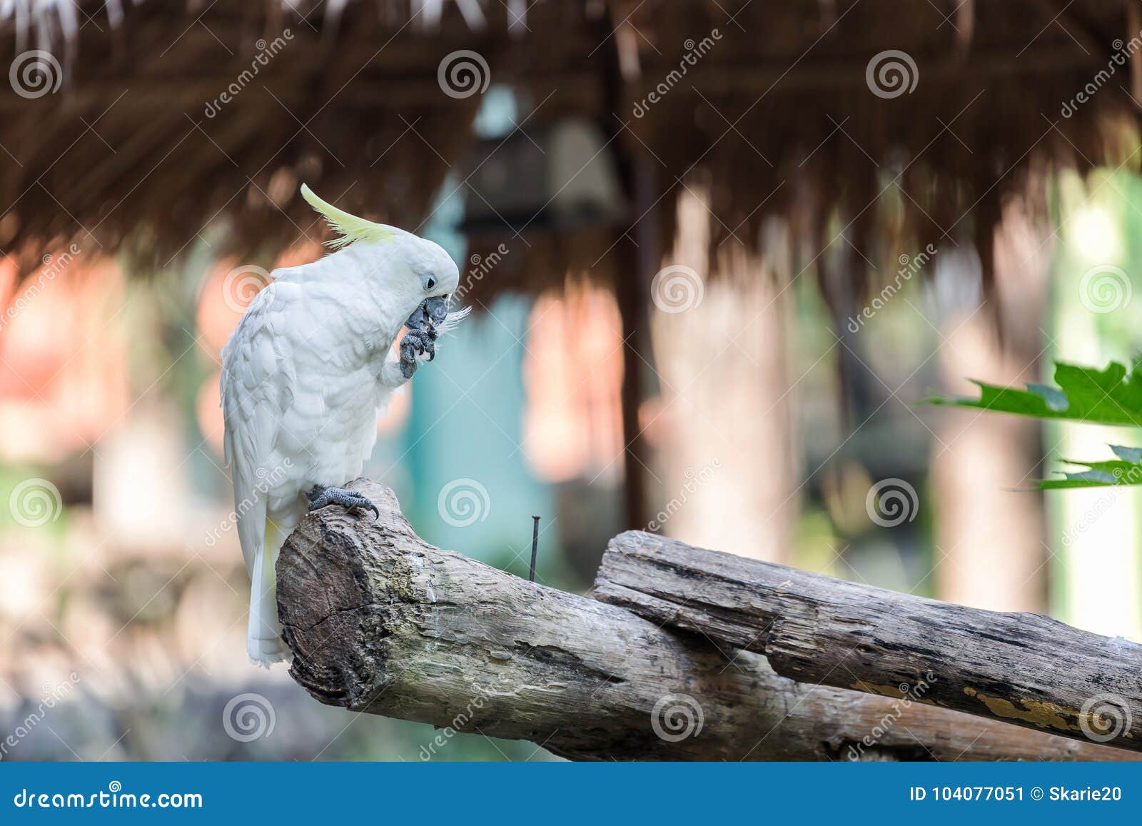 A Cockatoo on a Tree Branch Stock Image - Image of beautiful, feather ...