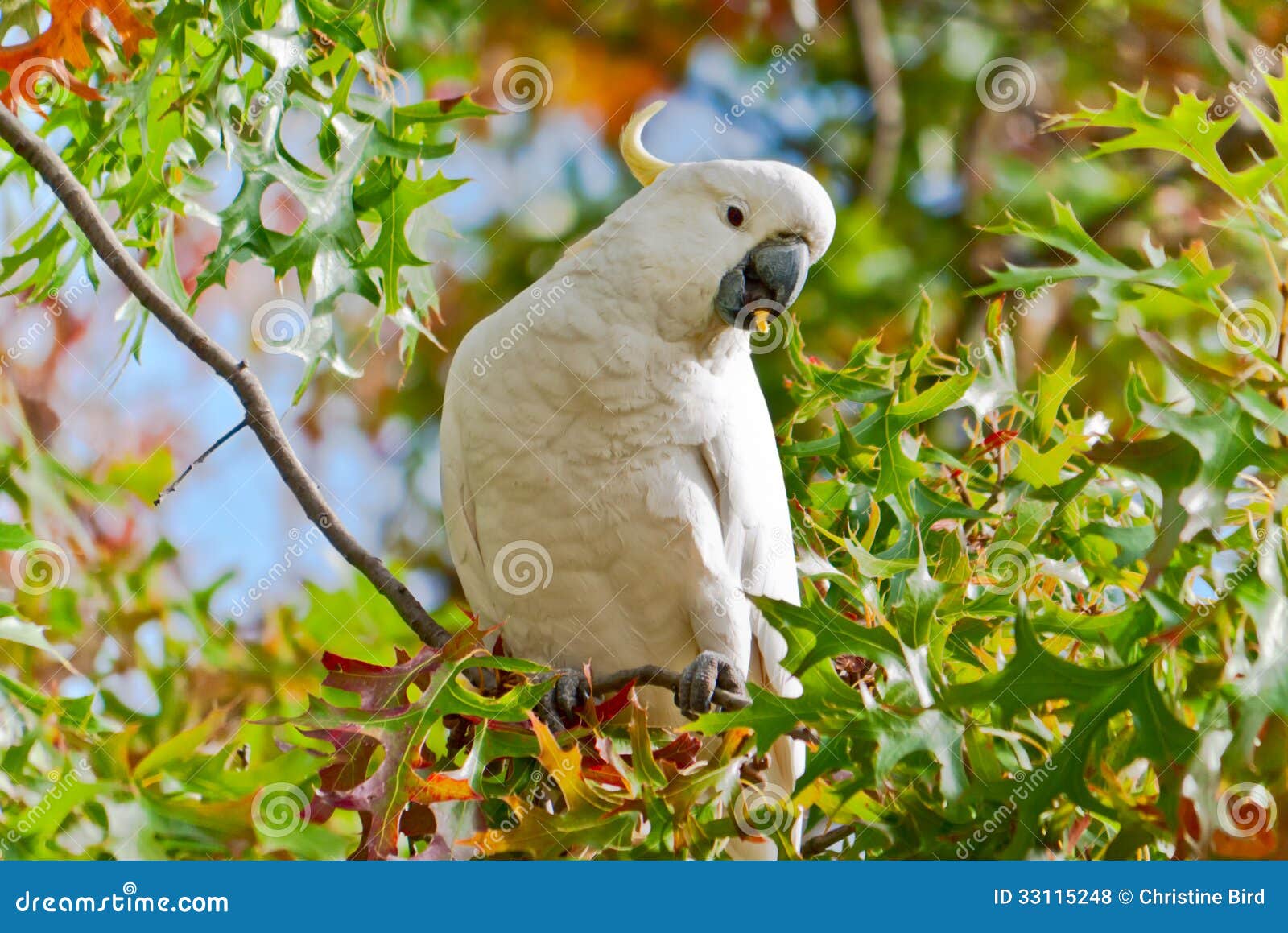 Cockatoo stock photo. Image of tree, feather, australia - 33115248