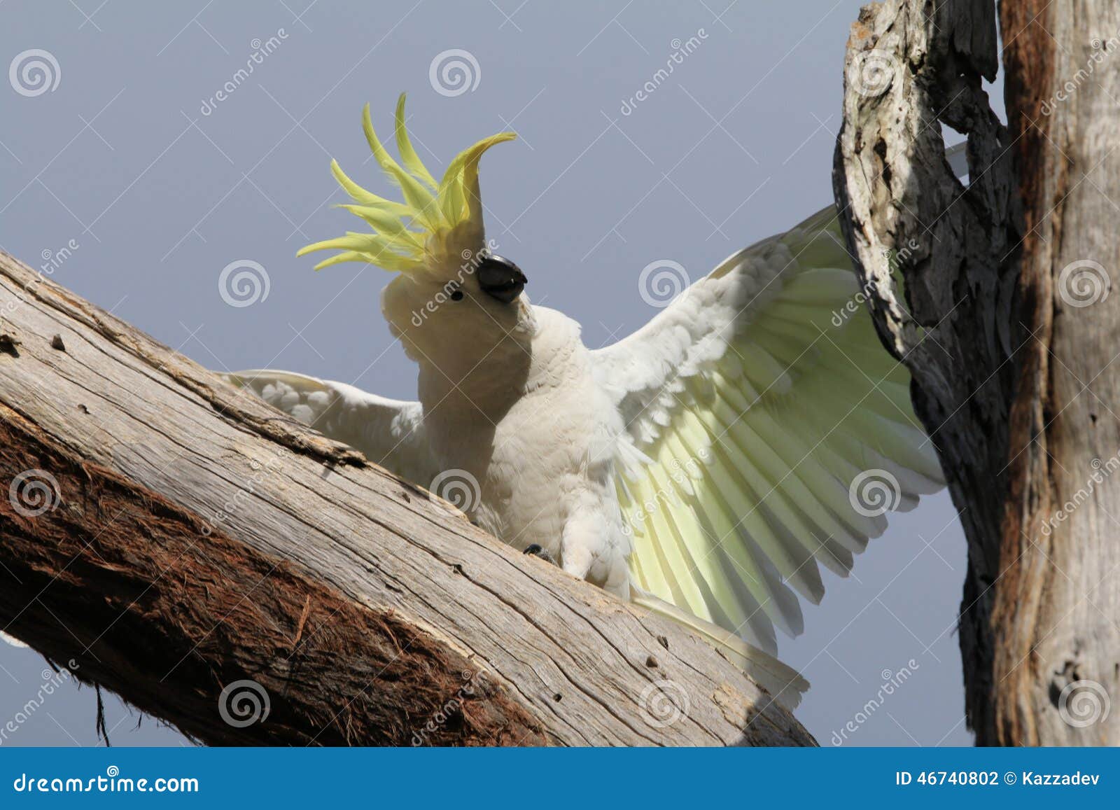 Cockatoo in a Tree stock photo. Image of bird, animal - 46740802
