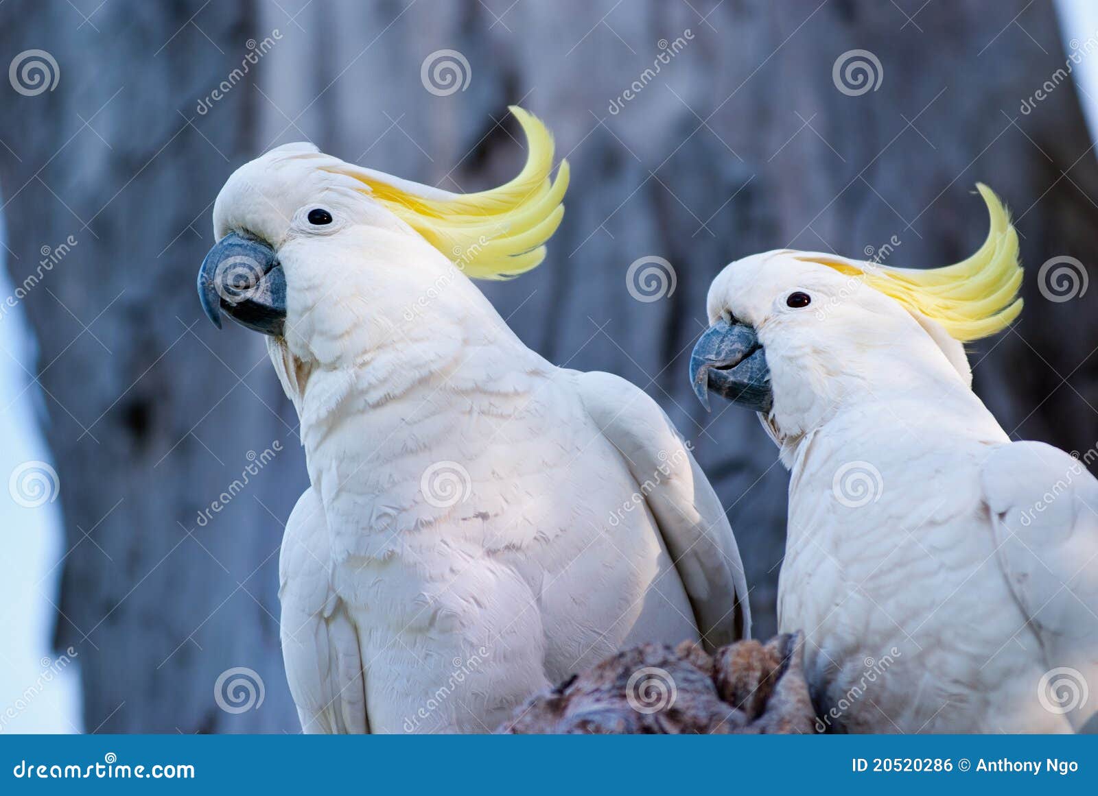 Cockatoos stock photo. Image of cockatoo, parakeet, white - 20520286