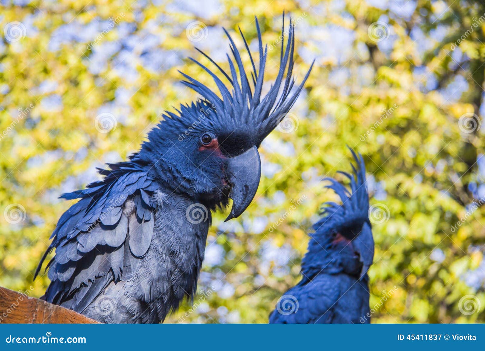 Cockatoos on a branches stock image. Image of parakeet - 45411837