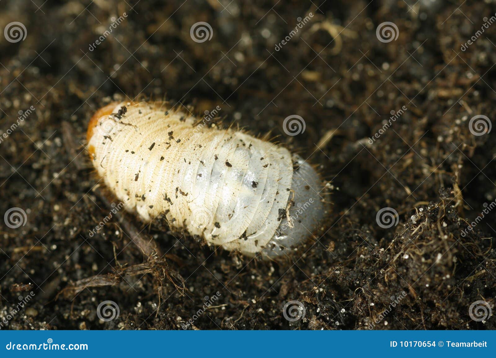 Cockchafer stock photo. Image of hatched, insect, chafer - 10170654