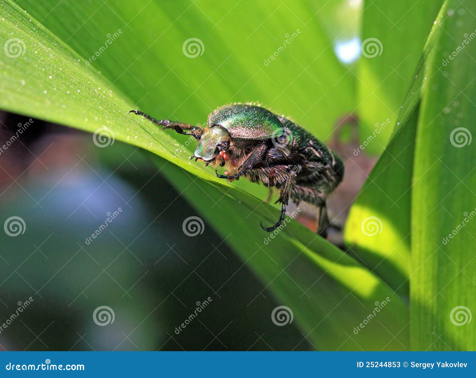 Cockchafer stock image. Image of flying, insect, black - 25244853