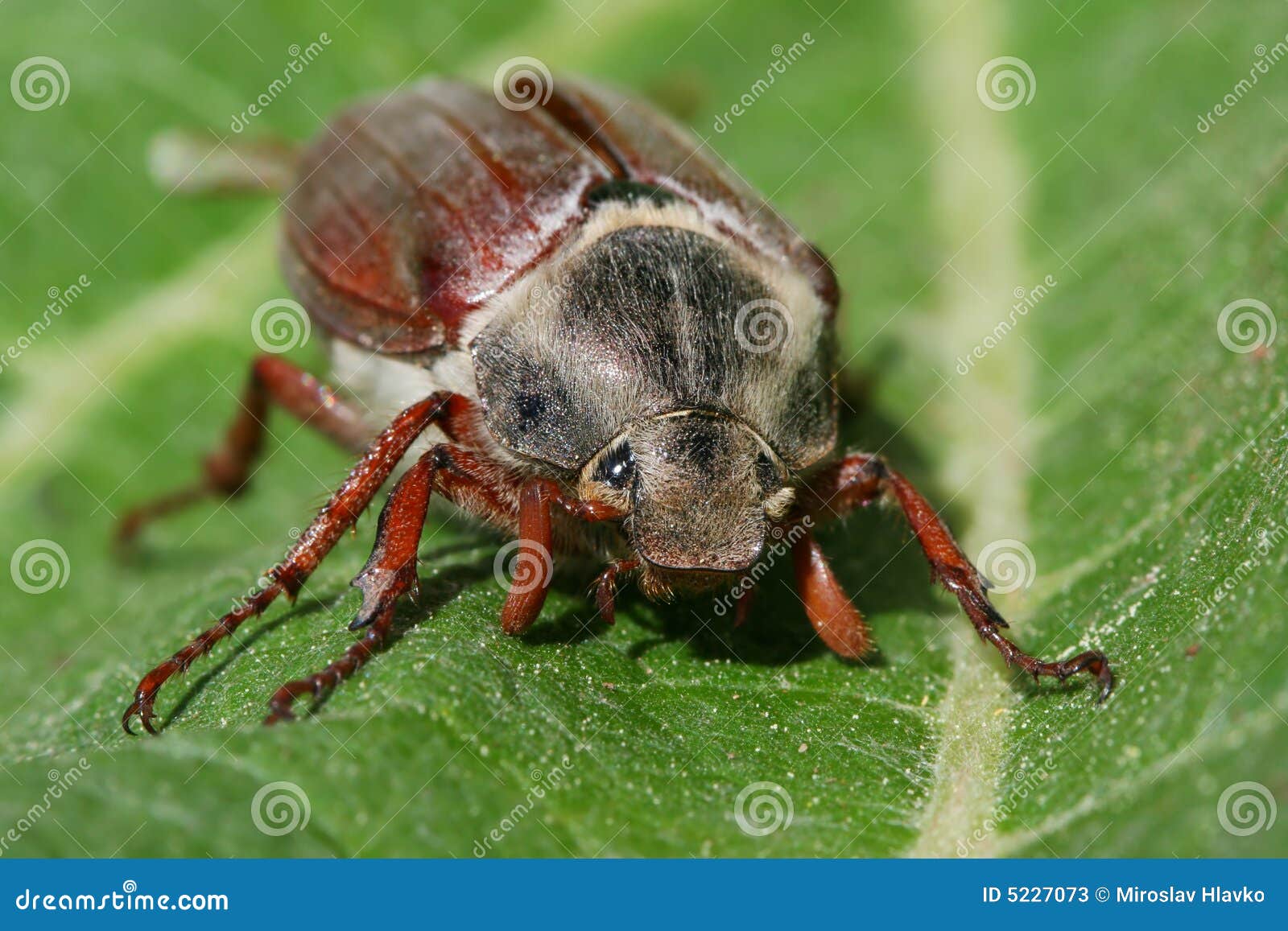 Cockchafer stock image. Image of maybug, cockchafer, macro - 5227073
