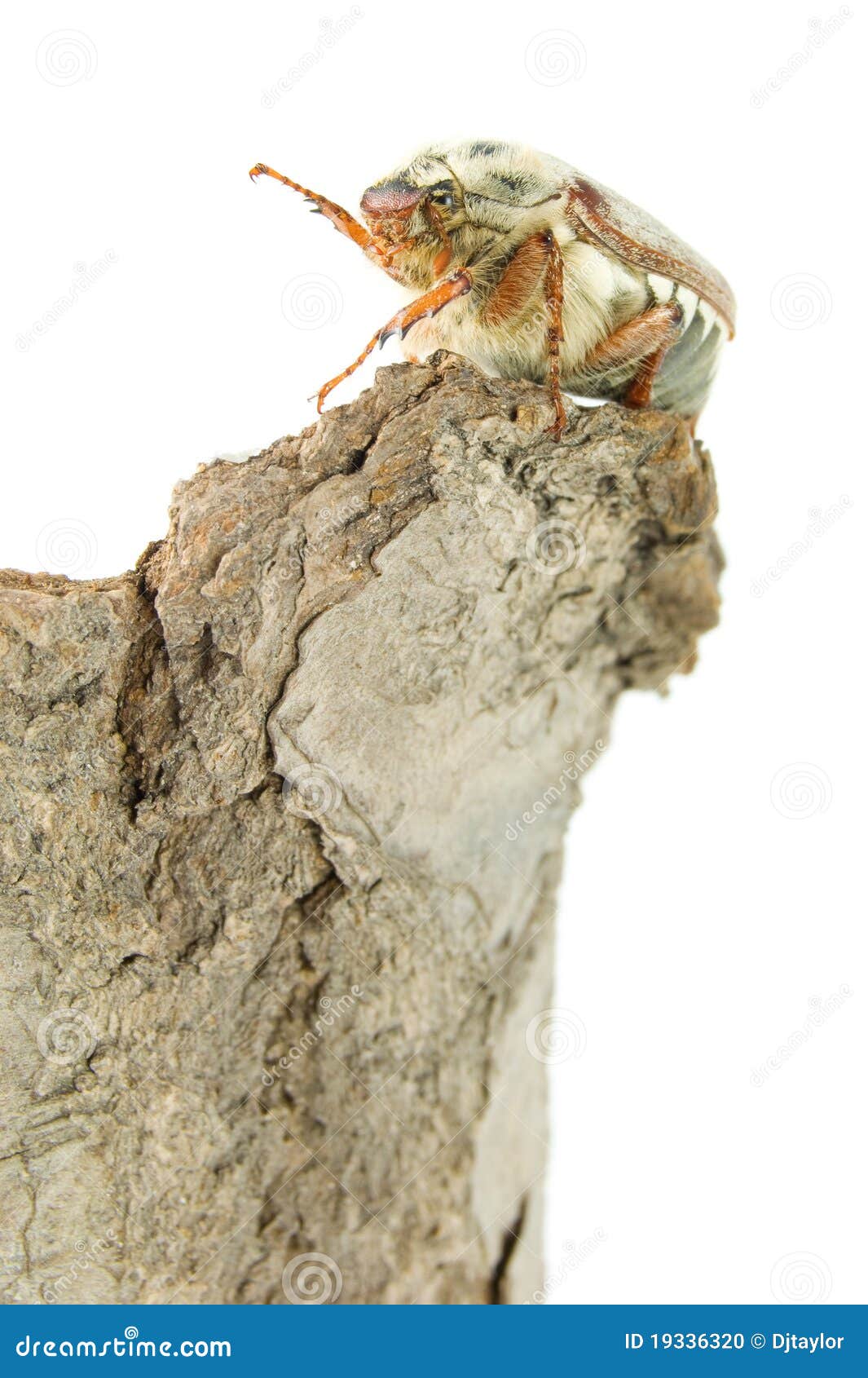 Cockchafer beetle stock photo. Image of entomology, nature - 19336320