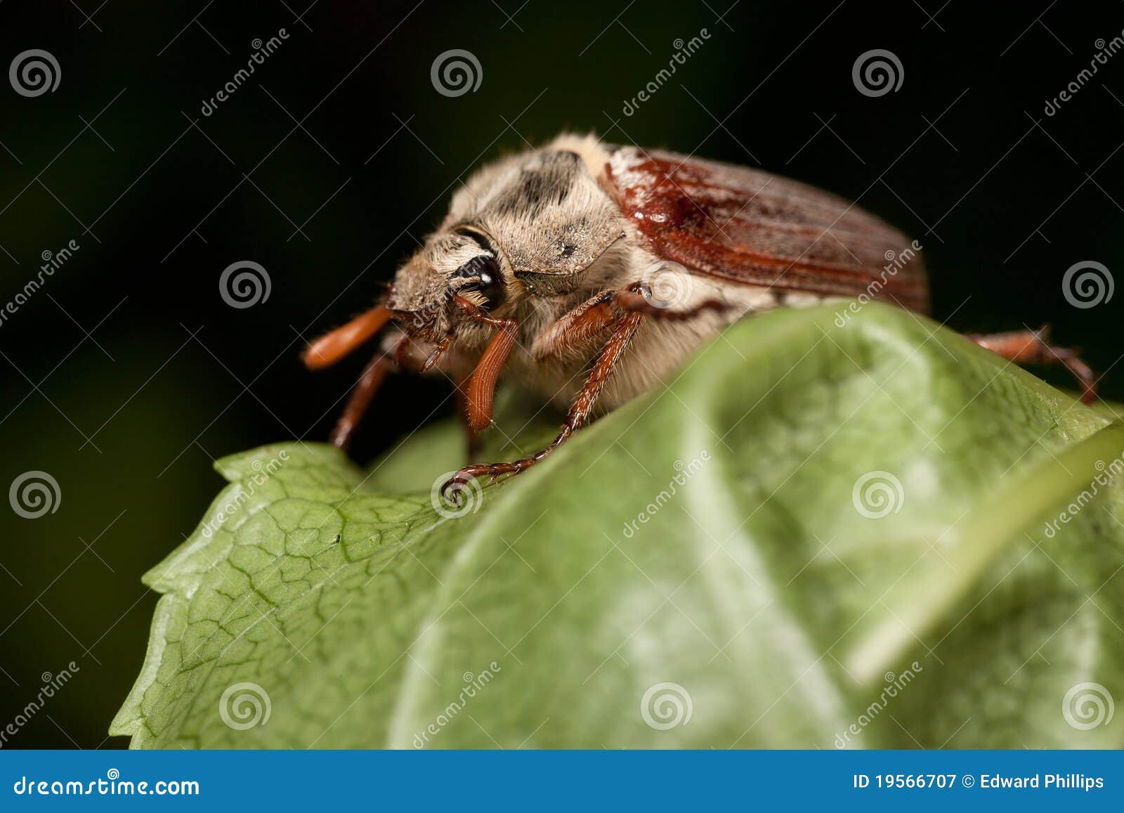 Cockchafer Beetle stock image. Image of hairy, nobody - 19566707