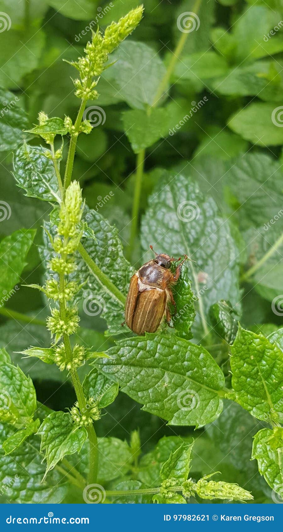 Cockchafer Beetle stock image. Image of cockchafer, brown - 97982621