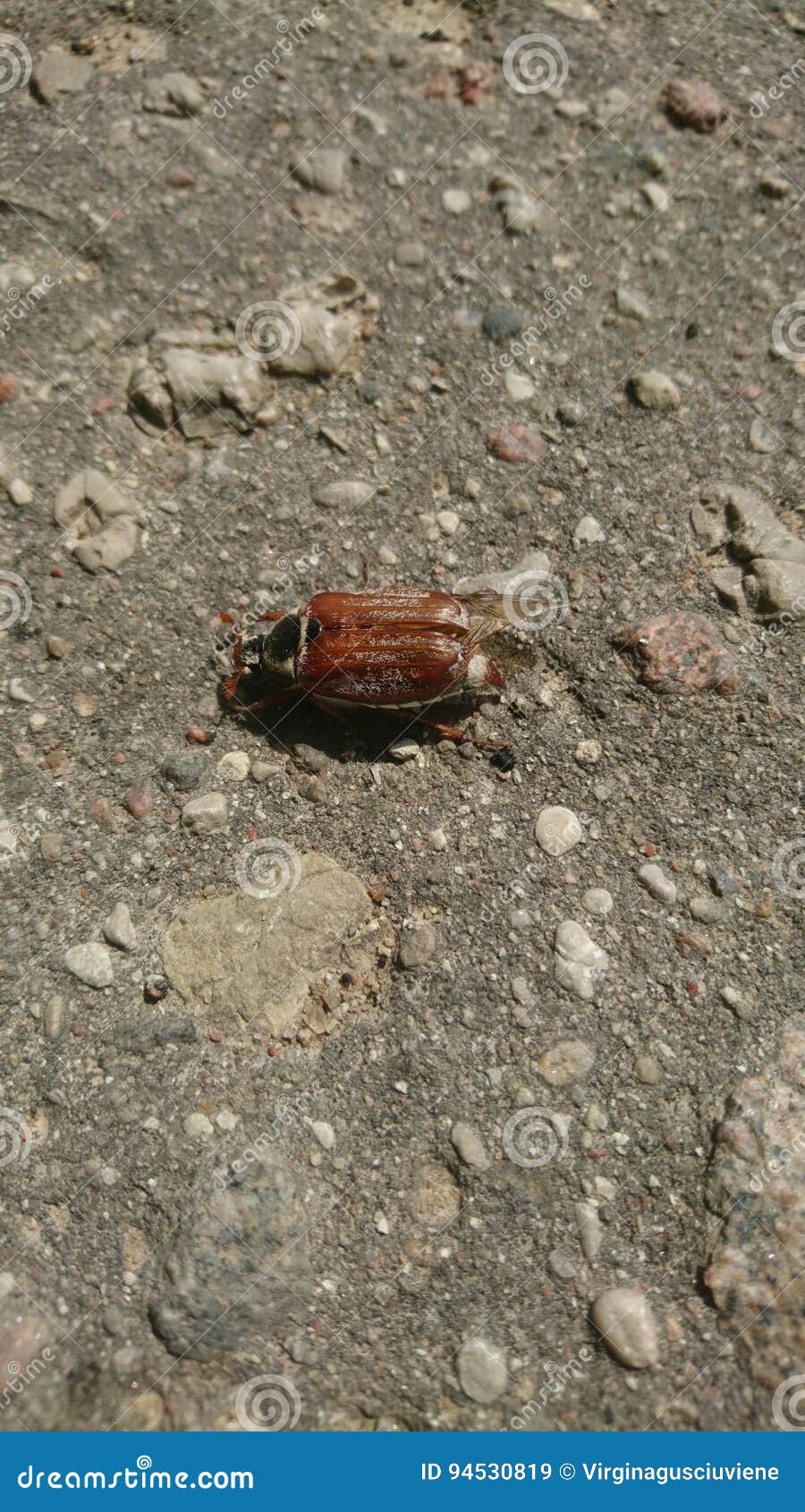The cockchafer stock image. Image of legs, body, antenna - 94530819