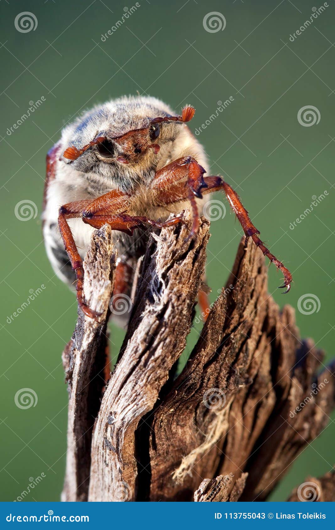 Cockchafer bug stock image. Image of beauty, wildlife - 113755043