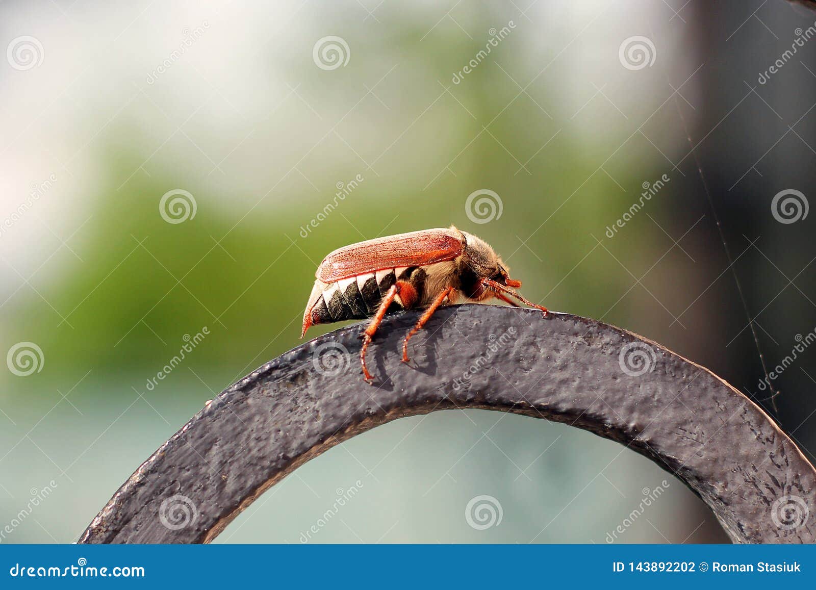 Cockchafer Close Up. Beetle or Insect Stock Photo - Image of chafer ...