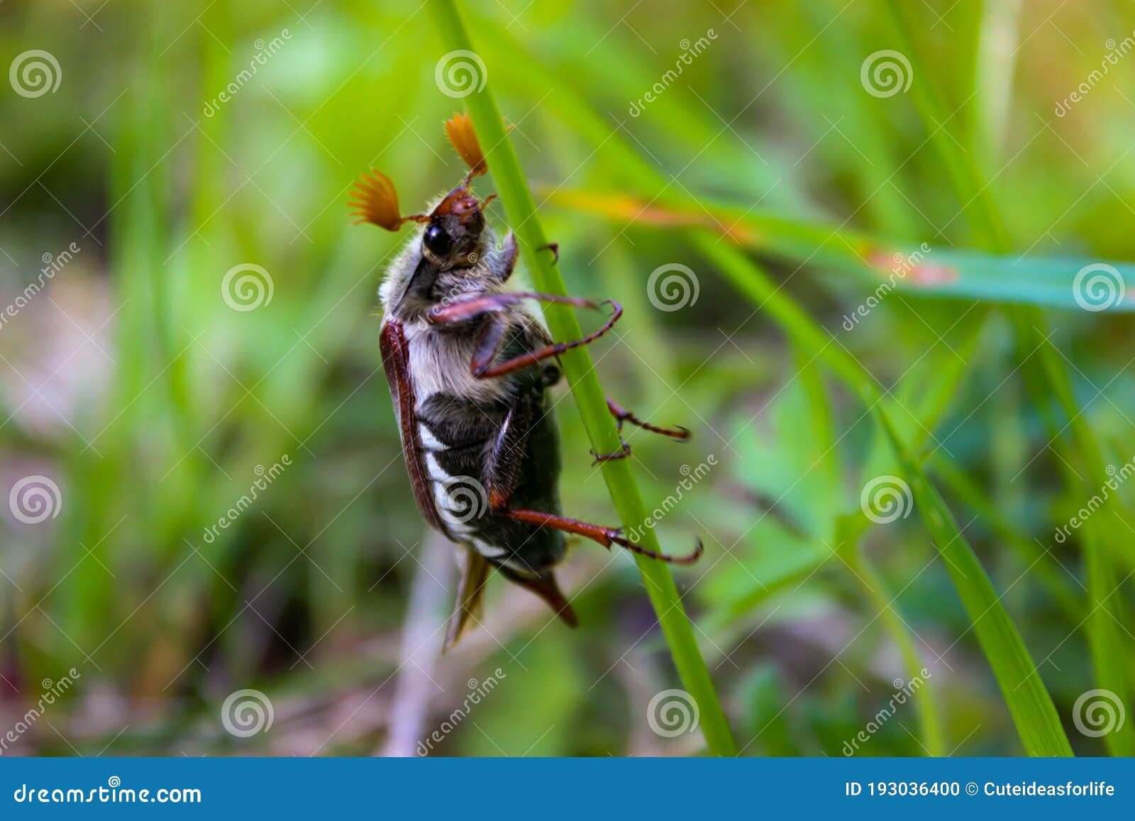 The Cockchafer, Colloquially Called May Bug or Doodlebug, Crawls on the ...