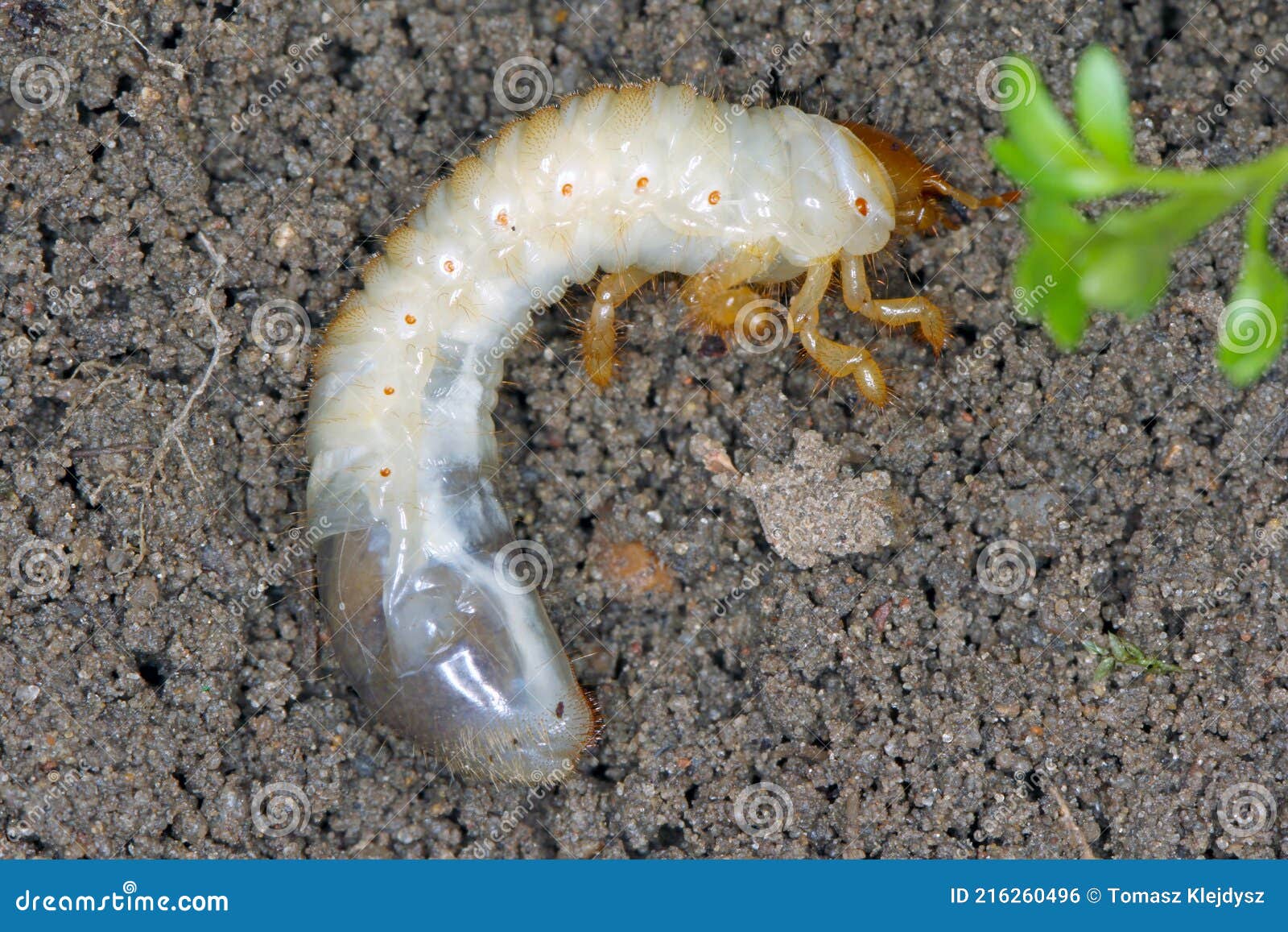 The Larva of the May Beetle Common Cockchafer or May Bug Melolontha ...