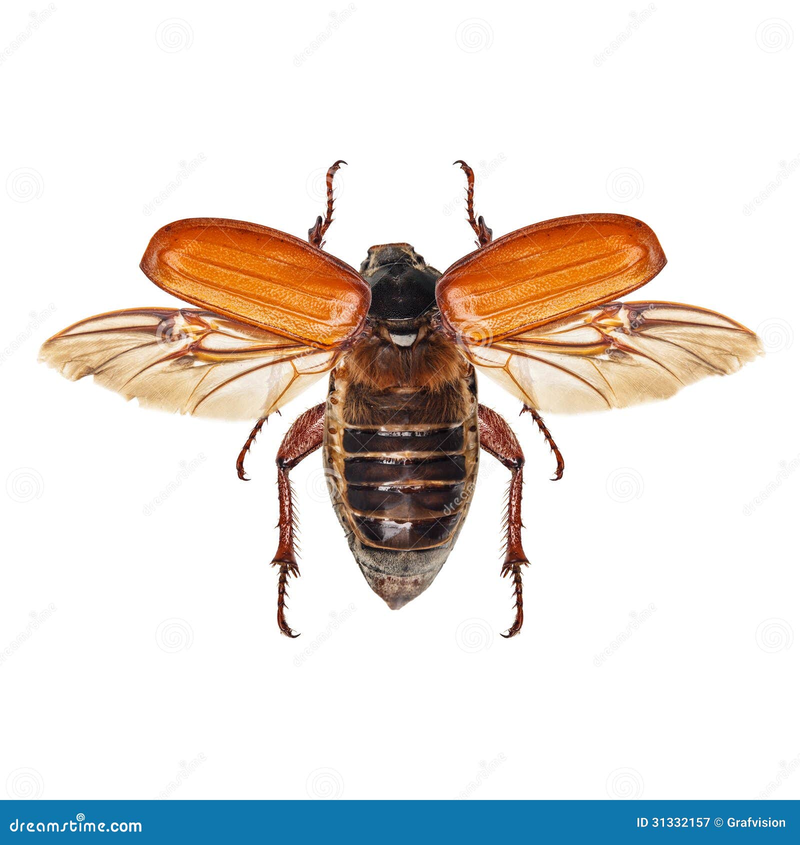Cockchafer stock image. Image of small, detail, season - 31332157