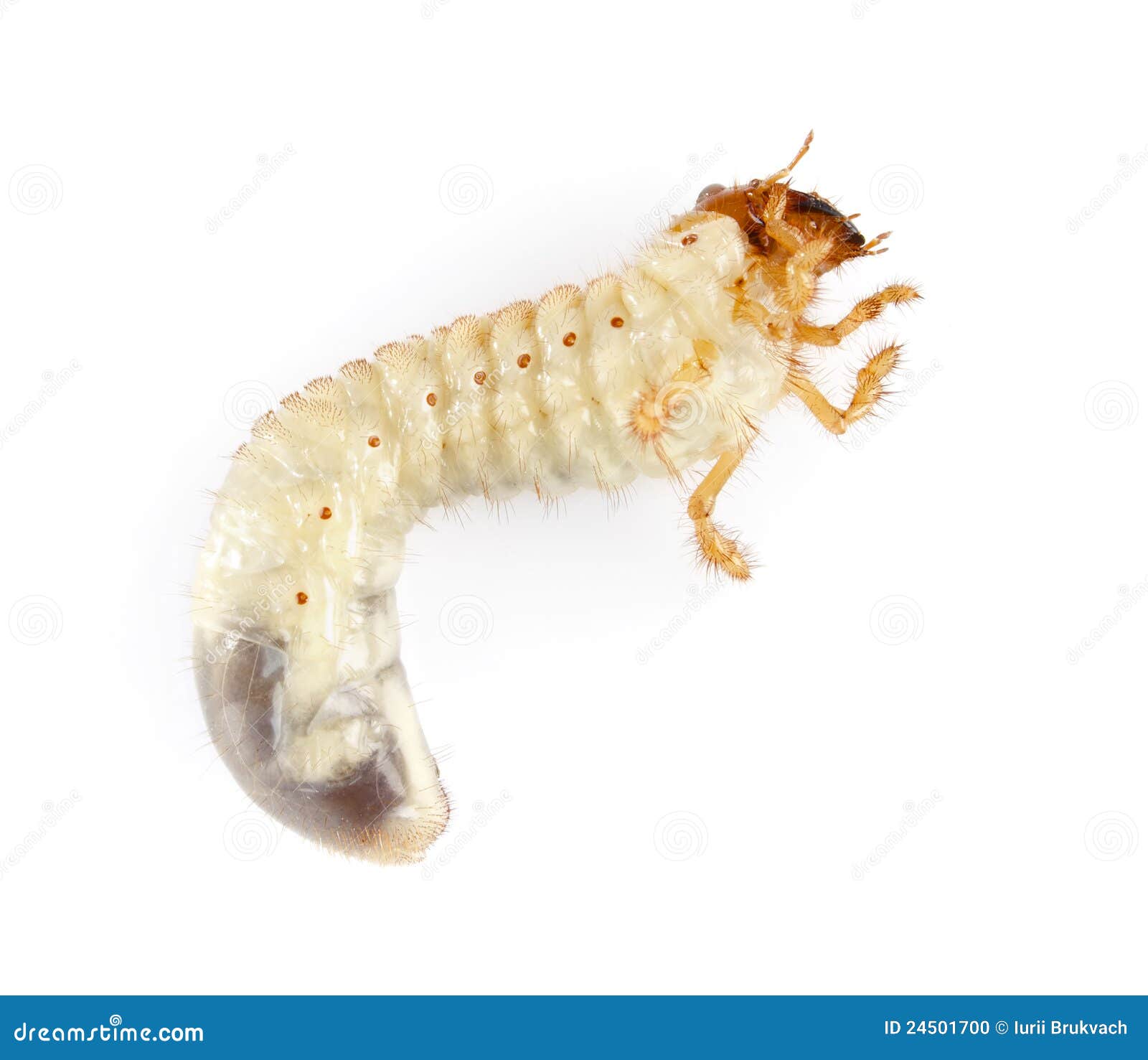 Cockchafer larva stock photo. Image of grub, hirsute - 24501700