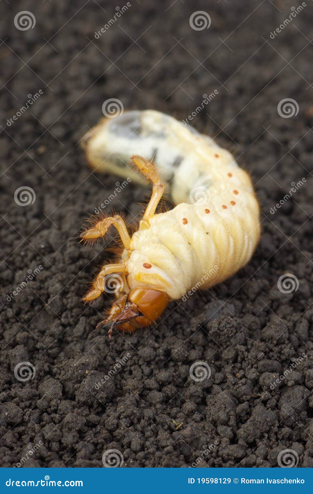 Cockchafer Larva on the Ground Stock Image - Image of insect, earth ...