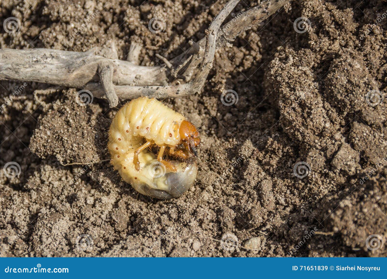 Cockchafer Larva on the Ground Stock Image - Image of outdoor, antennae ...