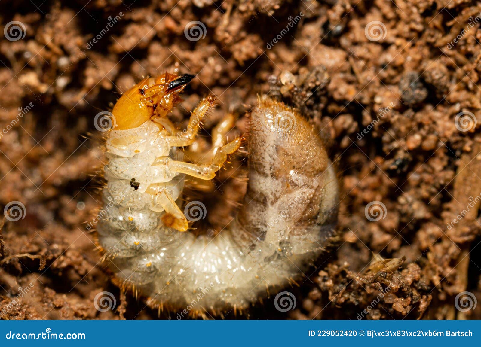 Cockchafer larva stock photo. Image of grub, caterpillar - 229052420