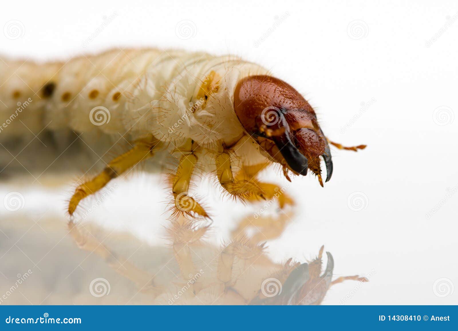 Cockchafer larvae stock photo. Image of nature, maggot - 14308410