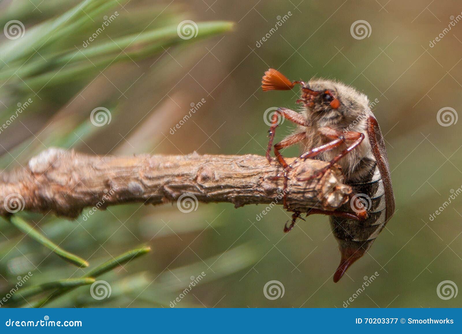 Cockchafer, May Bug, Doodlebug Climbing Stock Image - Image of beetle ...