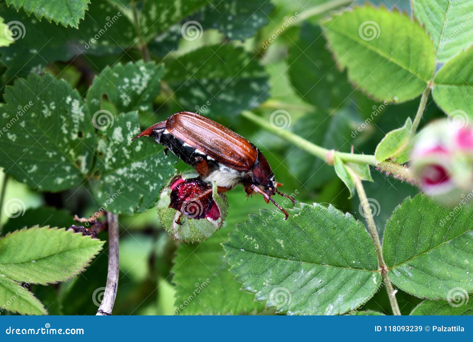 Cockchafer (May Bug or Doodlebug) Stock Image - Image of wallpaper ...