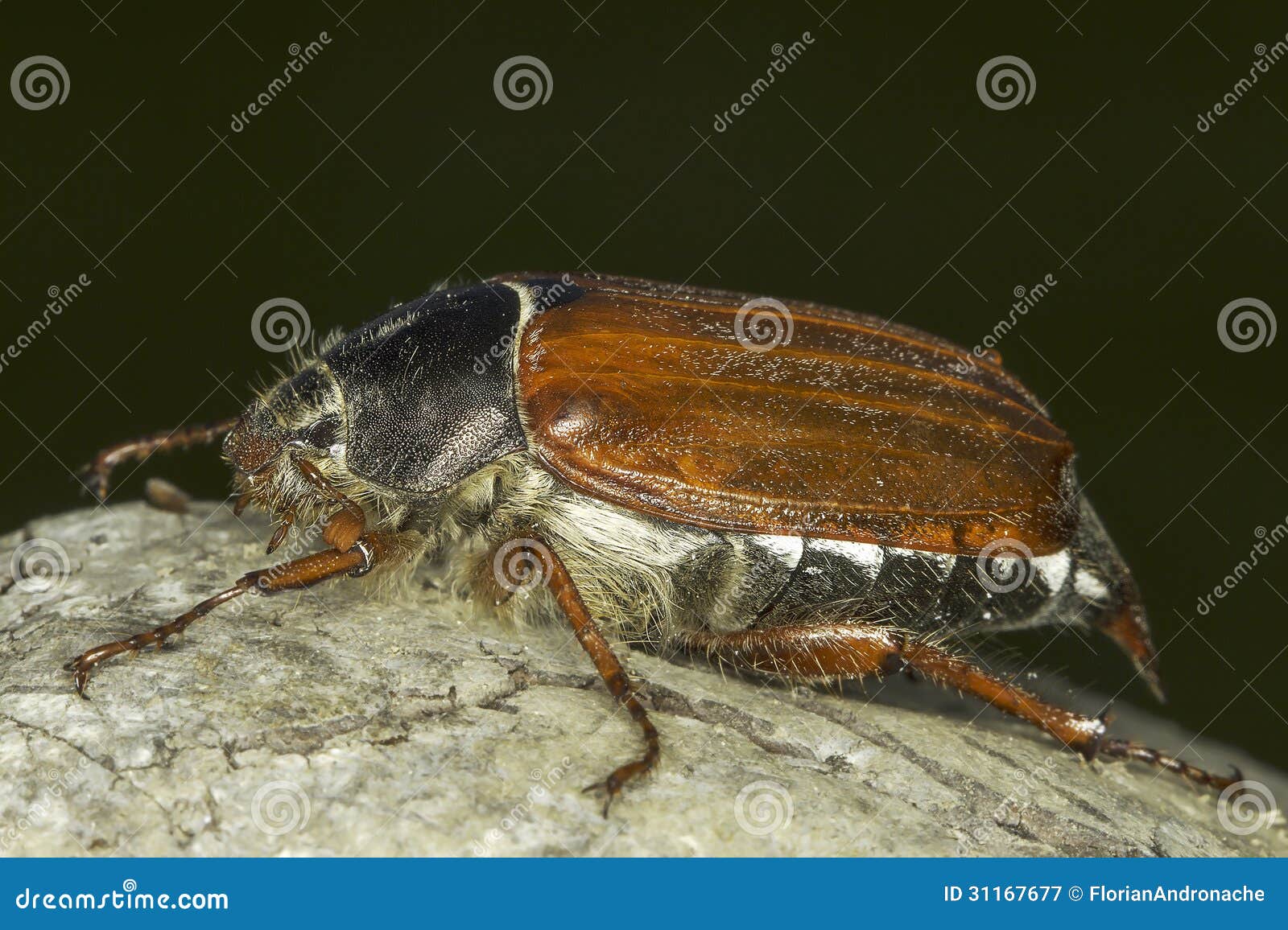 Cockchafer or May Bug / Melolontha Melolontha Stock Image - Image of ...