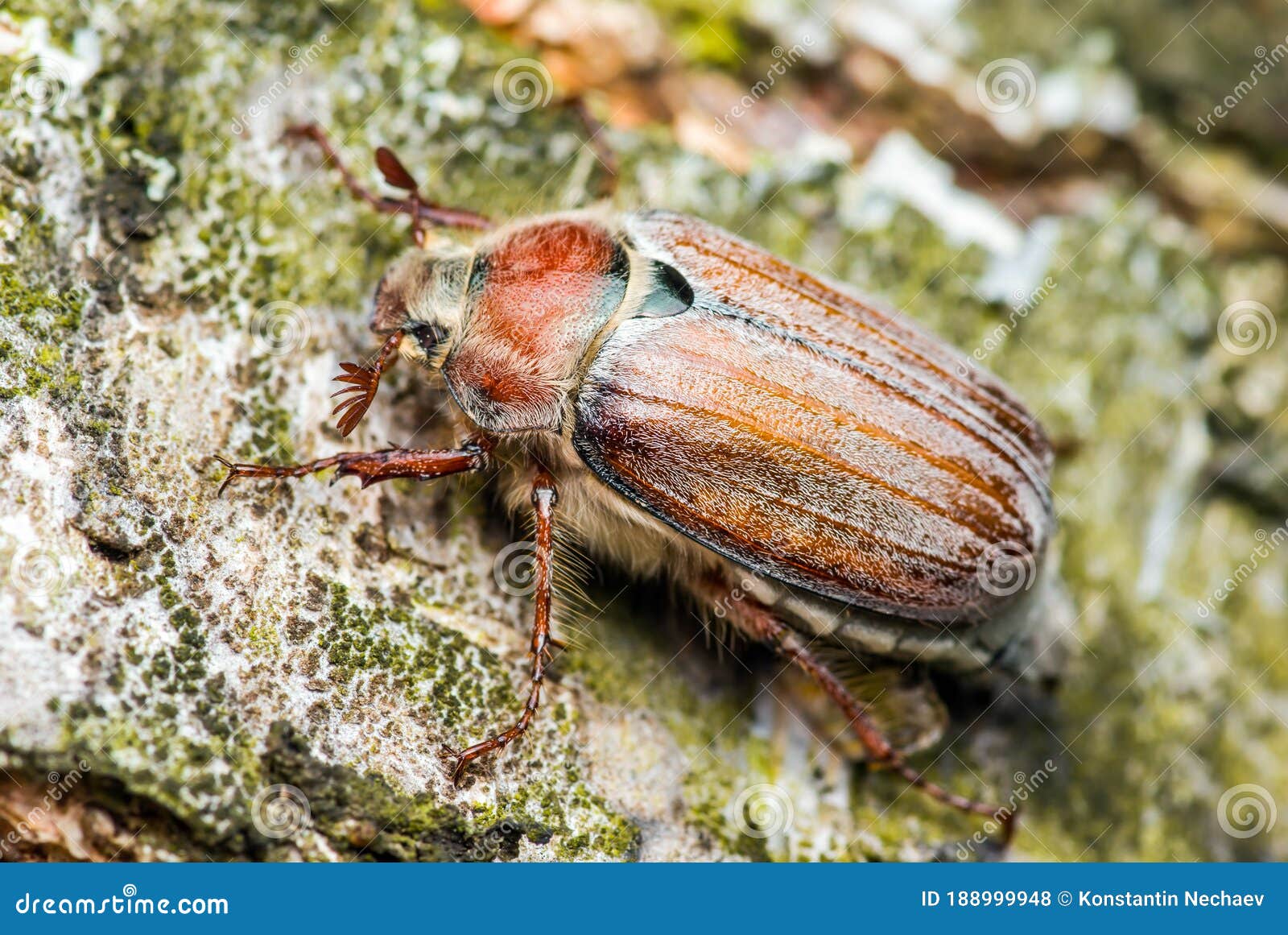 Cockchafer Melolontha May Beetle Bug Insect Macro Stock Photo - Image ...