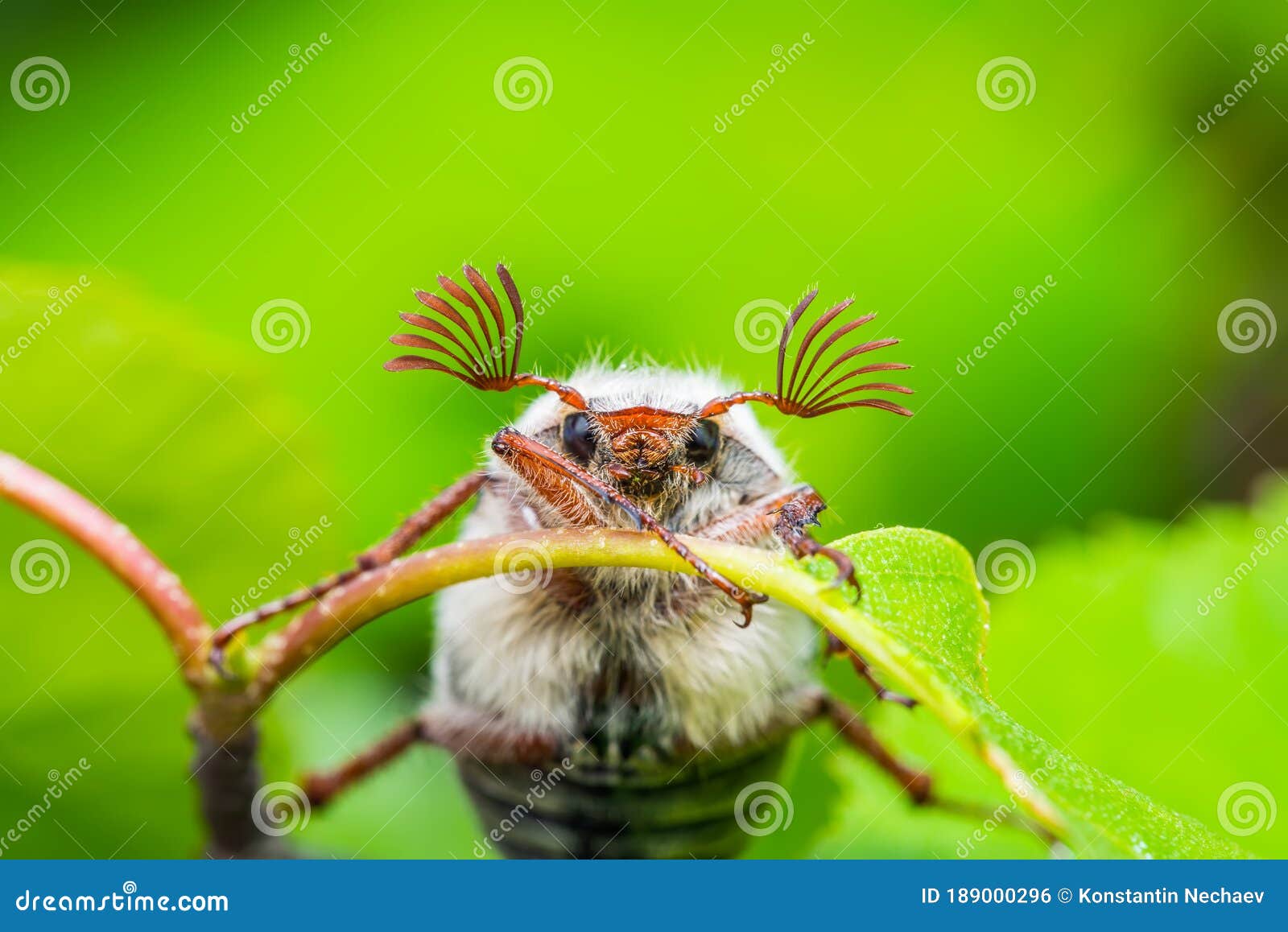 Cockchafer Melolontha May Beetle Bug Insect Macro Stock Photo - Image ...