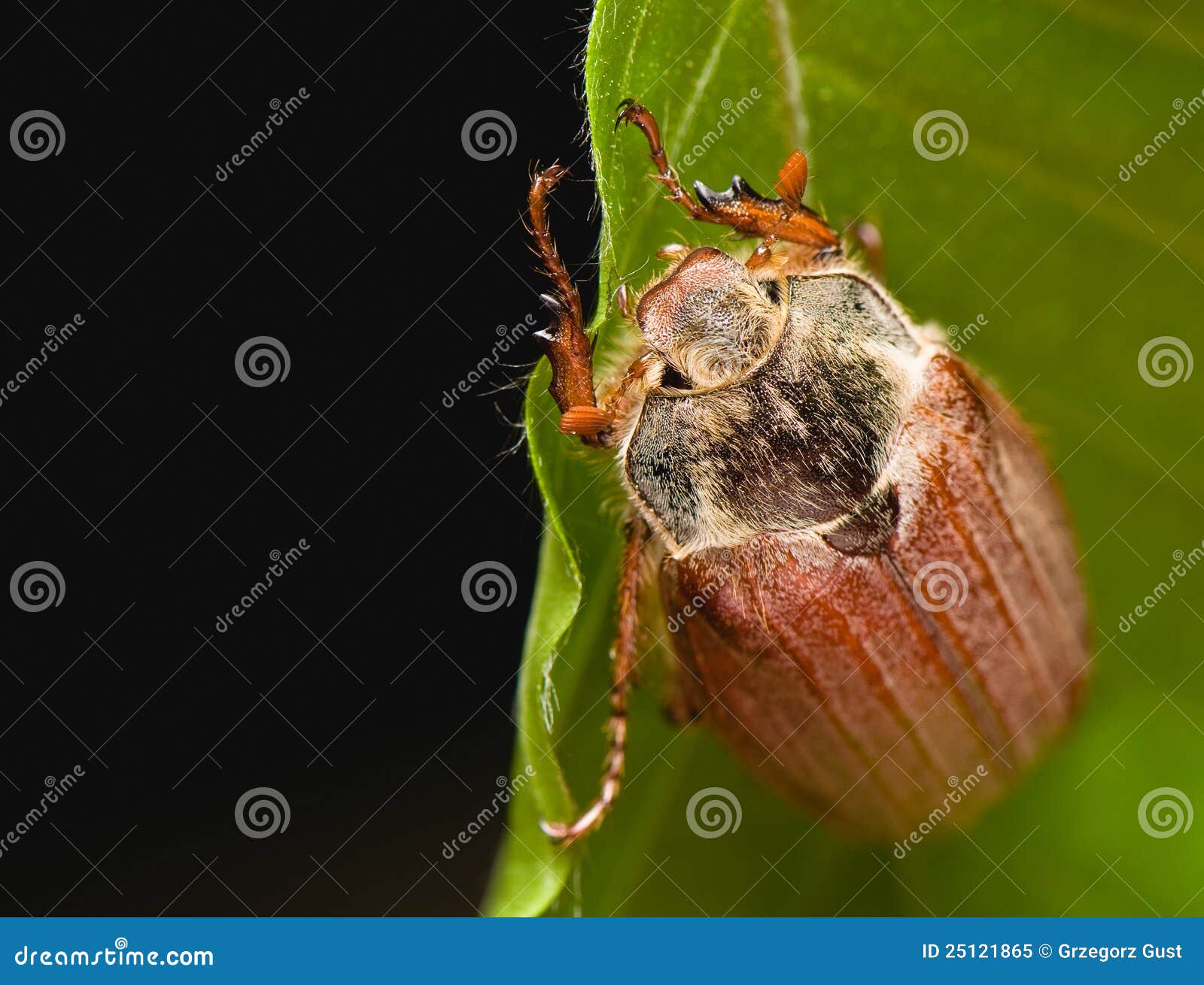 Cockchafer - Melolontha Melolontha Stock Image - Image of close, spring ...