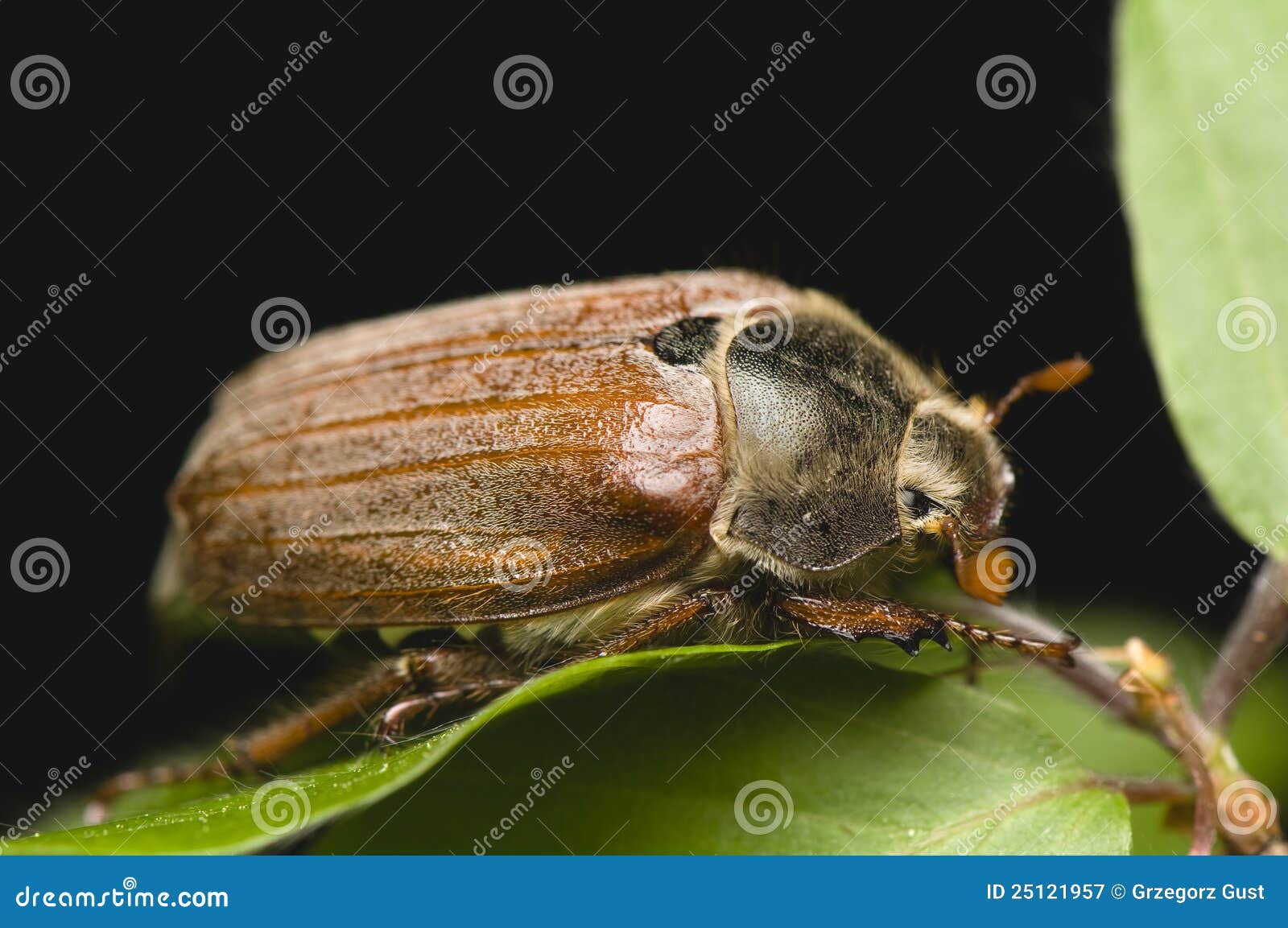 Cockchafer - Melolontha Melolontha Stock Image - Image of european ...